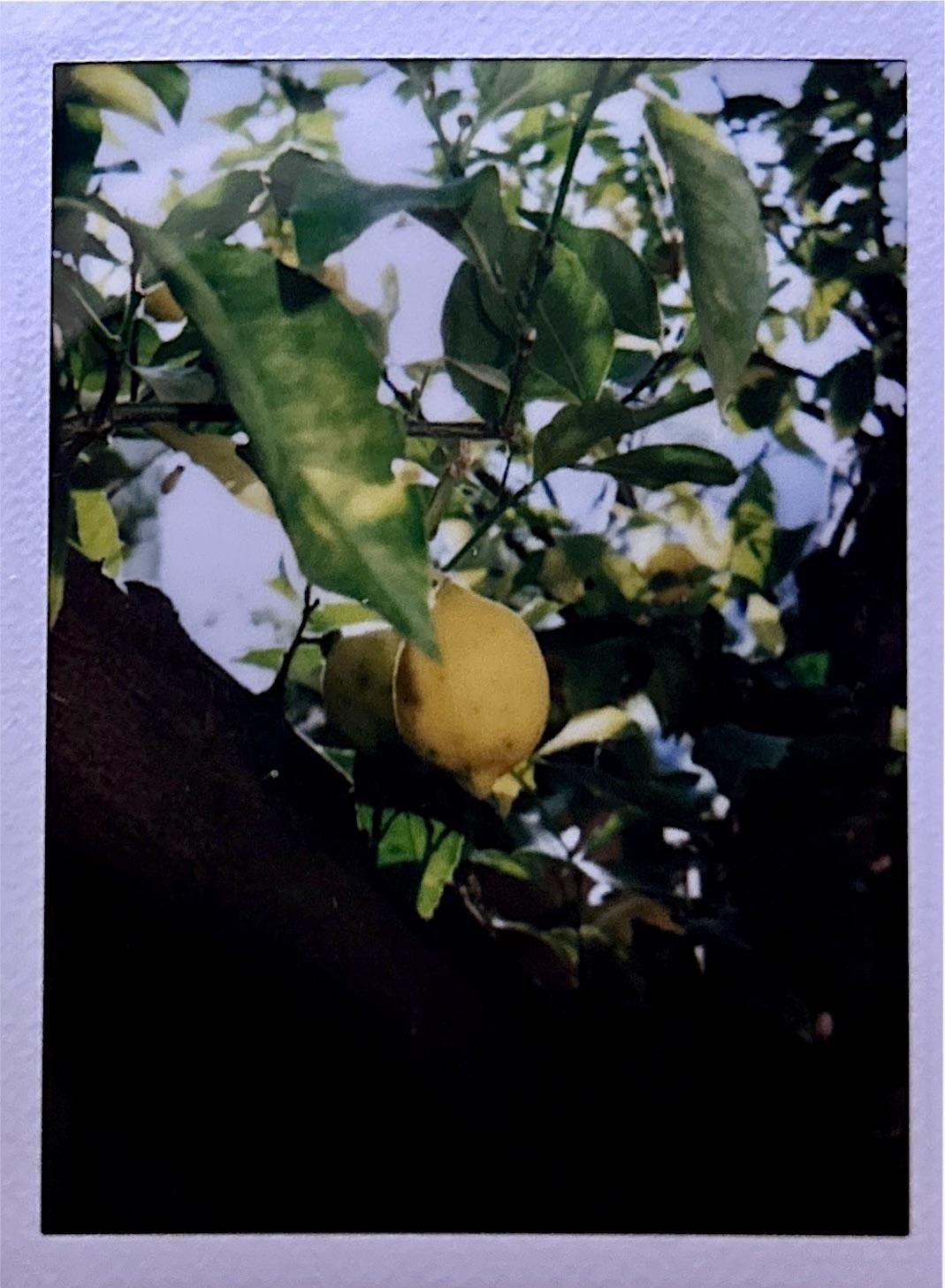 Some of the first ever Polaroid pics I got to take on a mini 40! | Scrolller