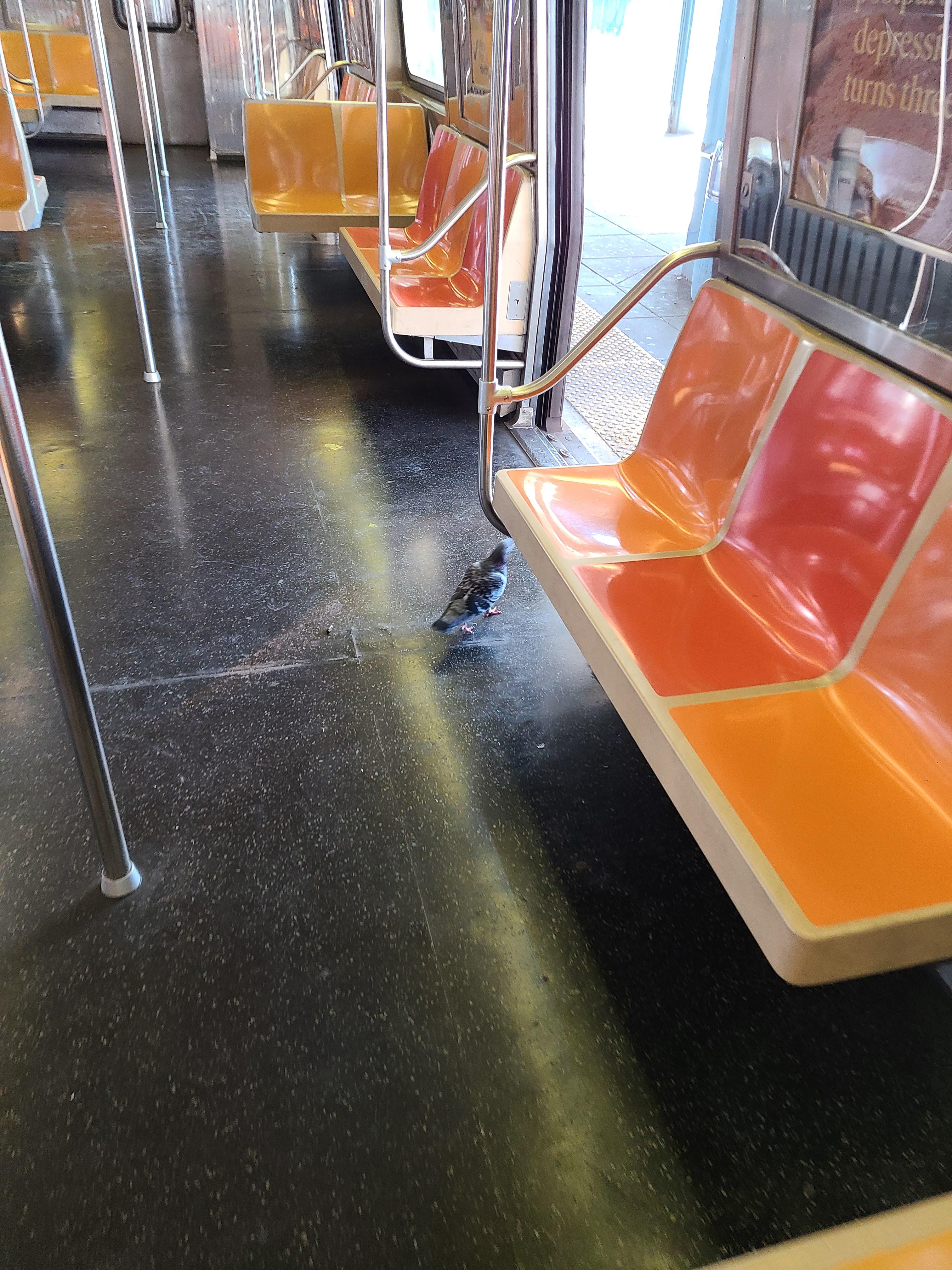 Pigeon on NYC subway at Coney Island. | Scrolller