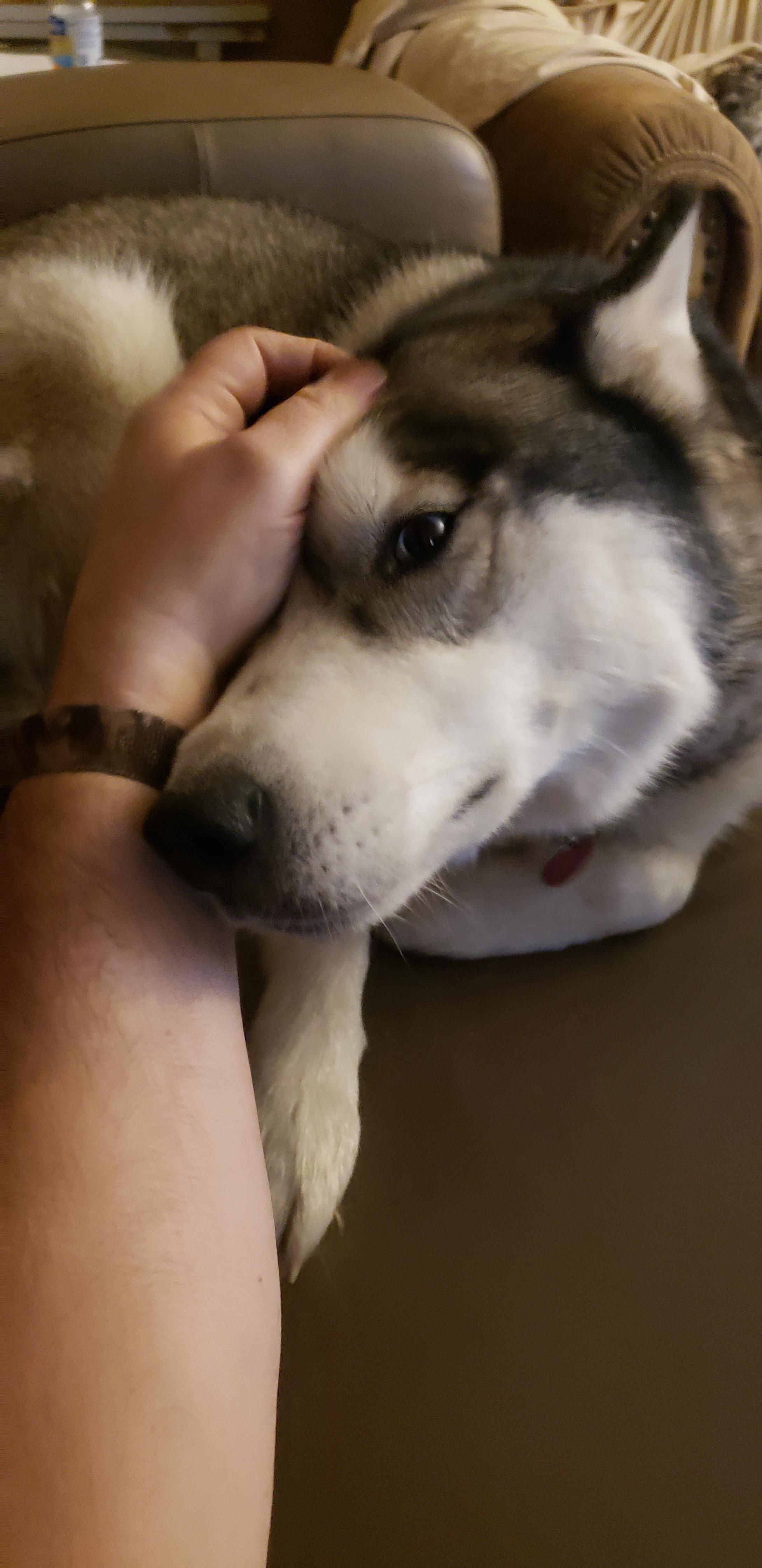 Here is my abused pound rescue. | Scrolller