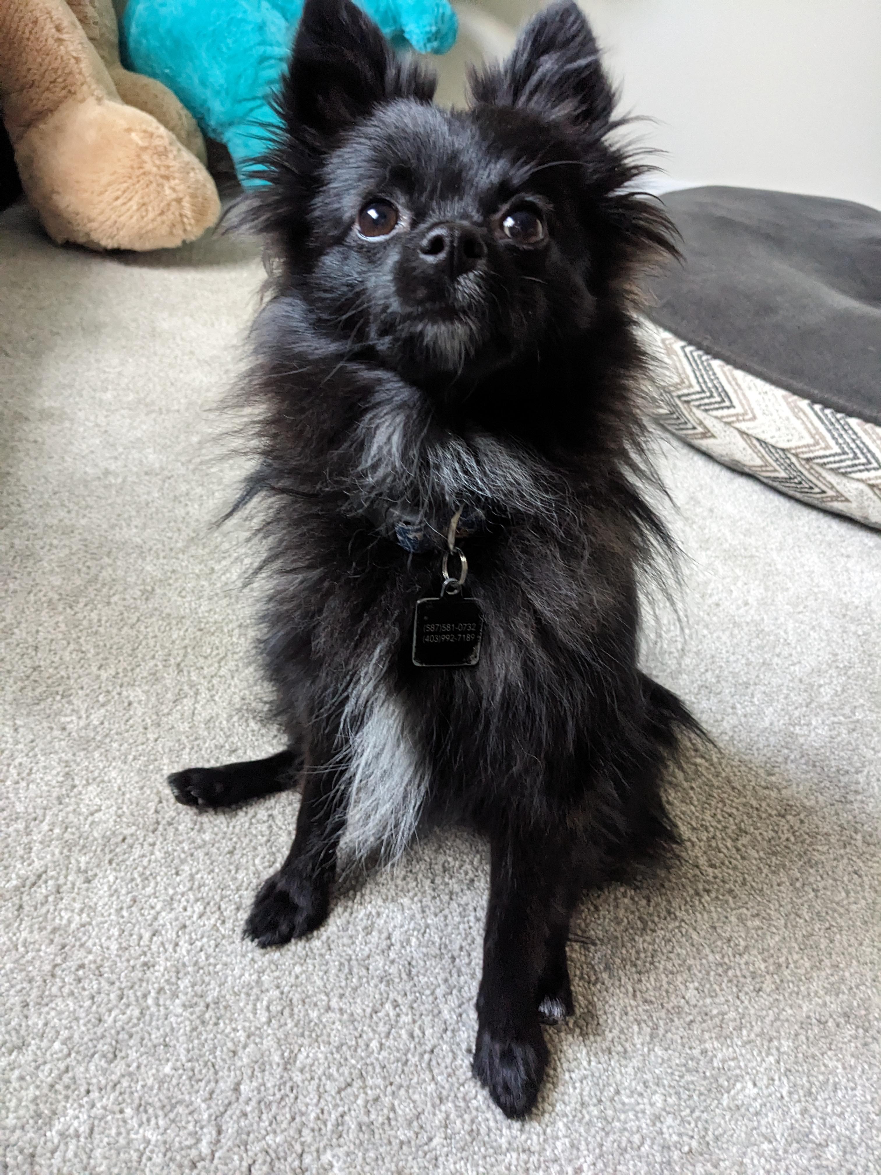 Copilot is a pom mix, not sure what he is entirely, maybe part bat | Scrolller