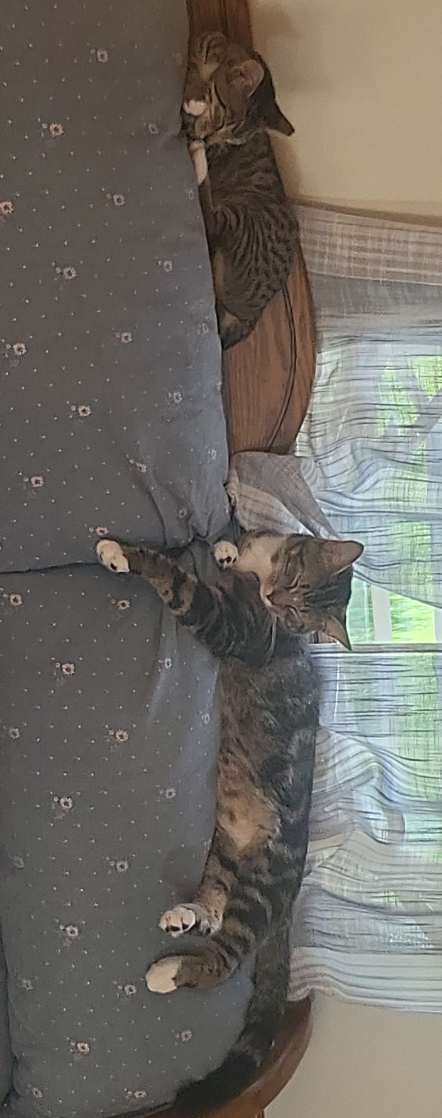 Discover more like Aww: She's getting used to her new life indoors. (OC) and Related Content ...