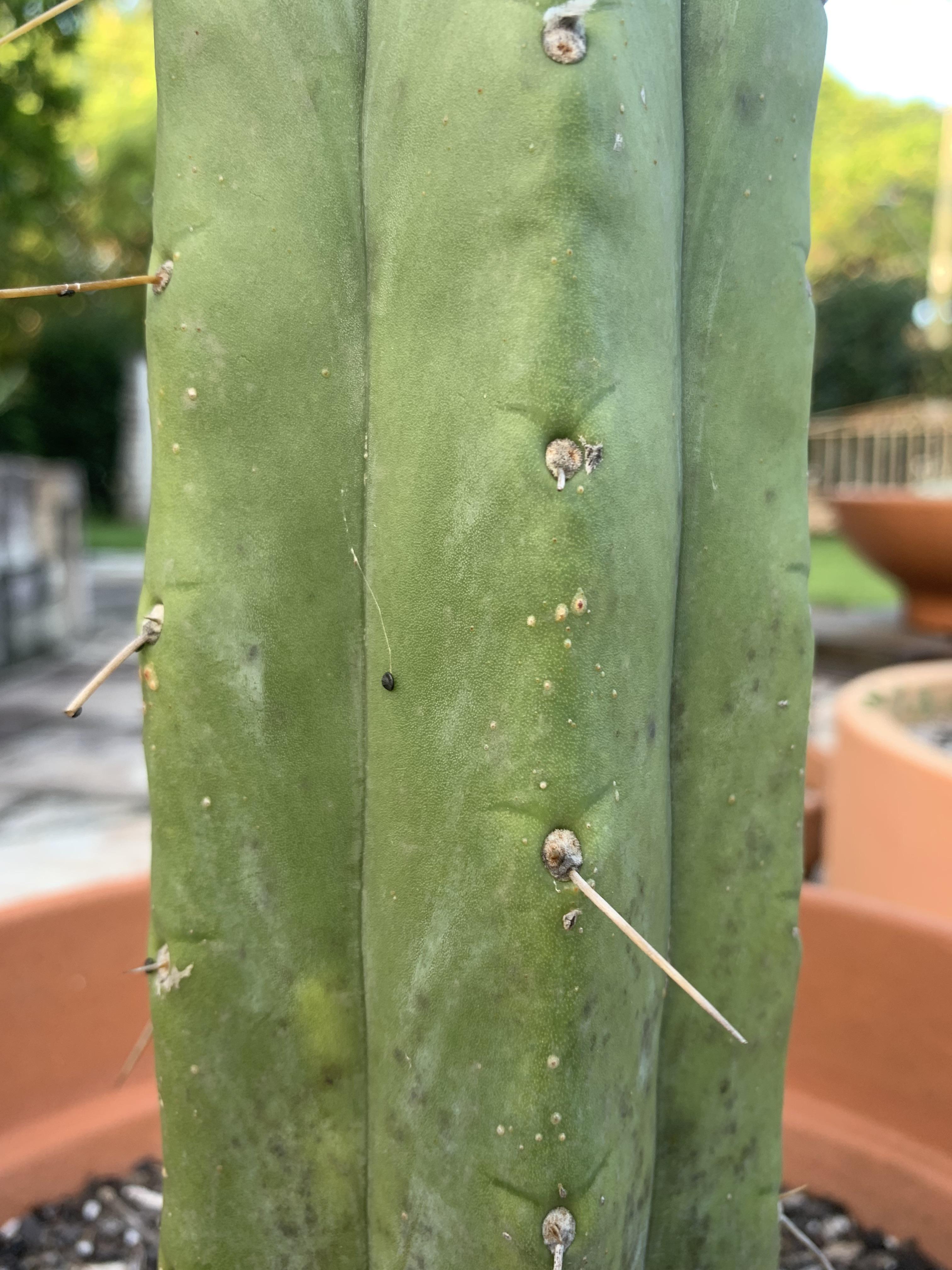 Black bugs on cacti collection | Scrolller