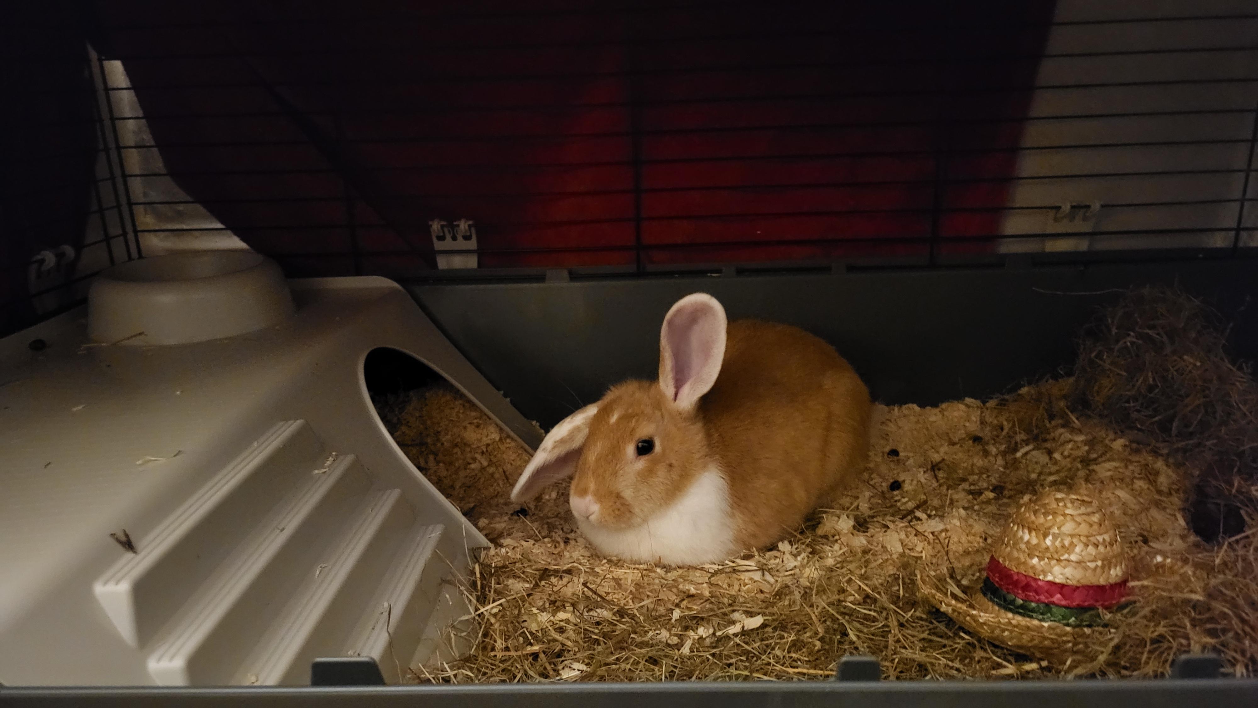 Litter training new rabbits? | Scrolller