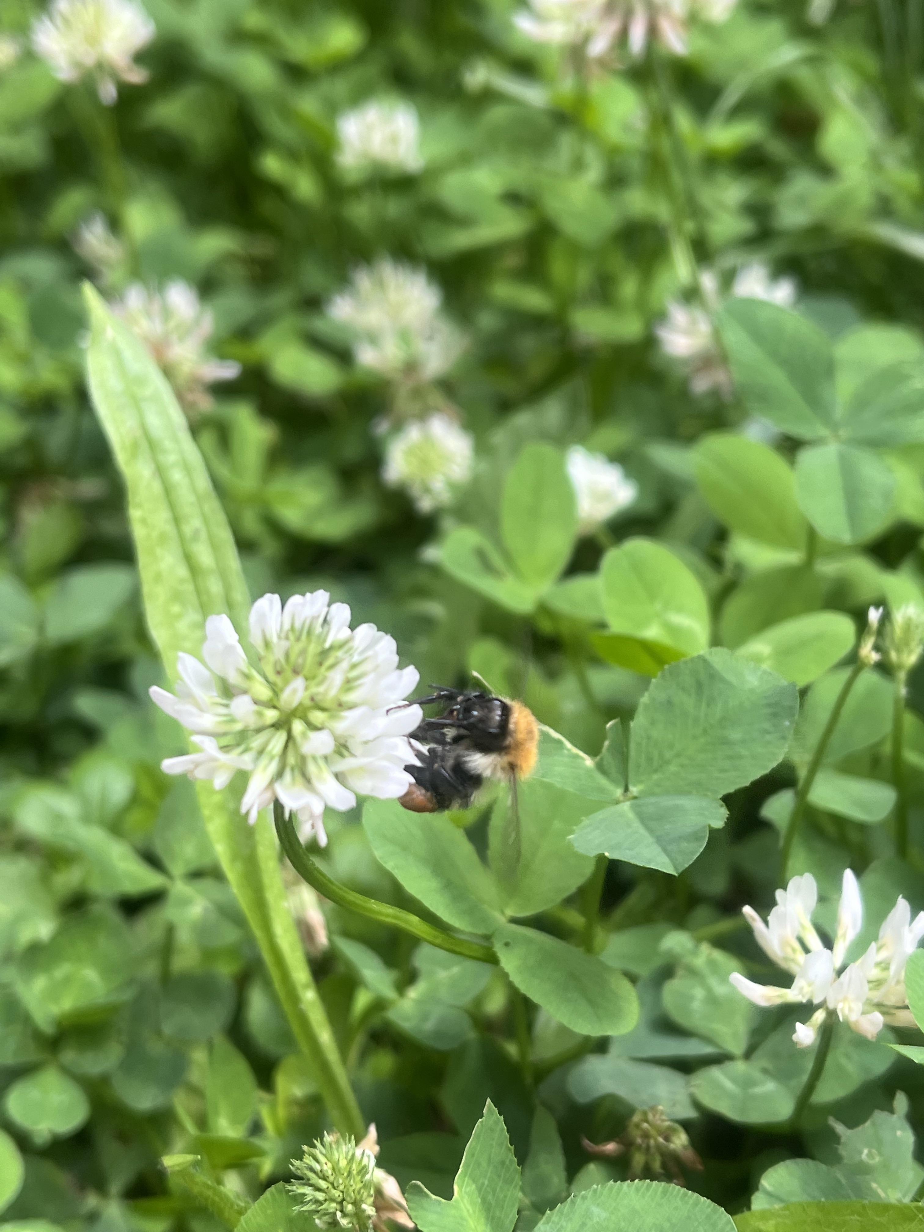 What are these in my backyard | Scrolller