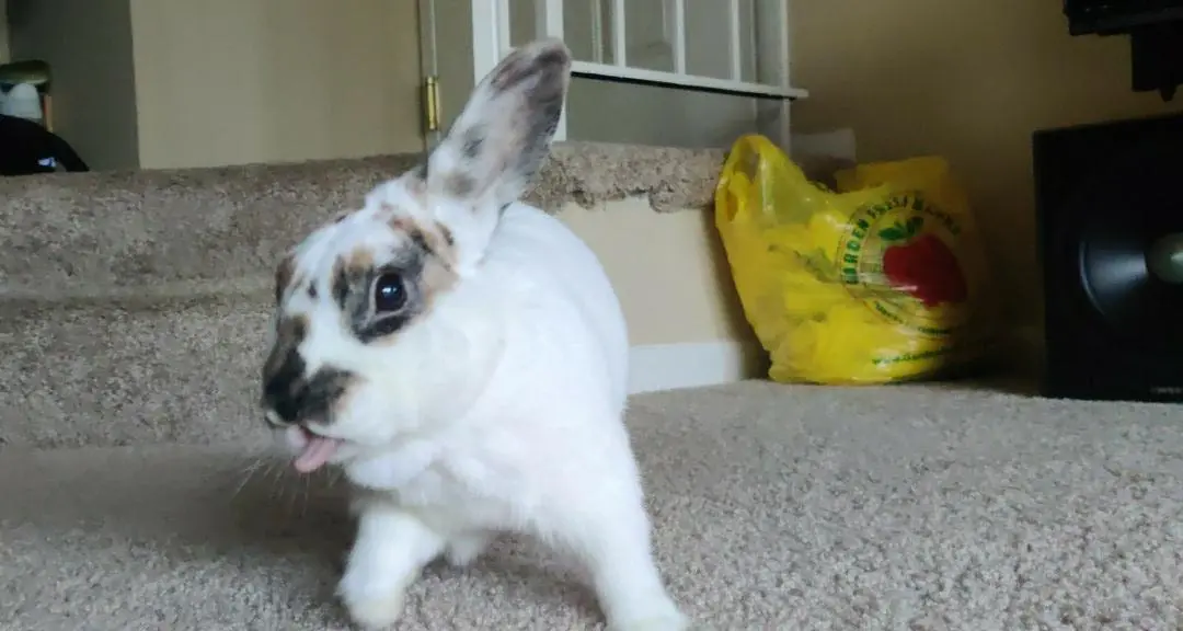 Mid action mlem | Scrolller