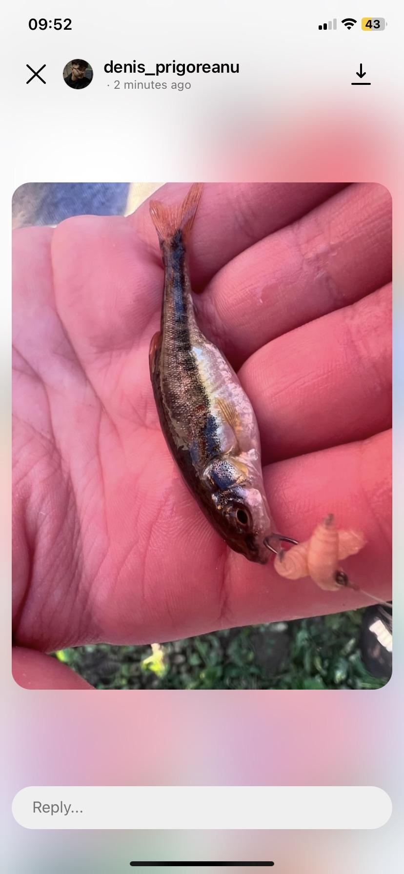 Need help identifying a fish (UK RIVER) | Scrolller