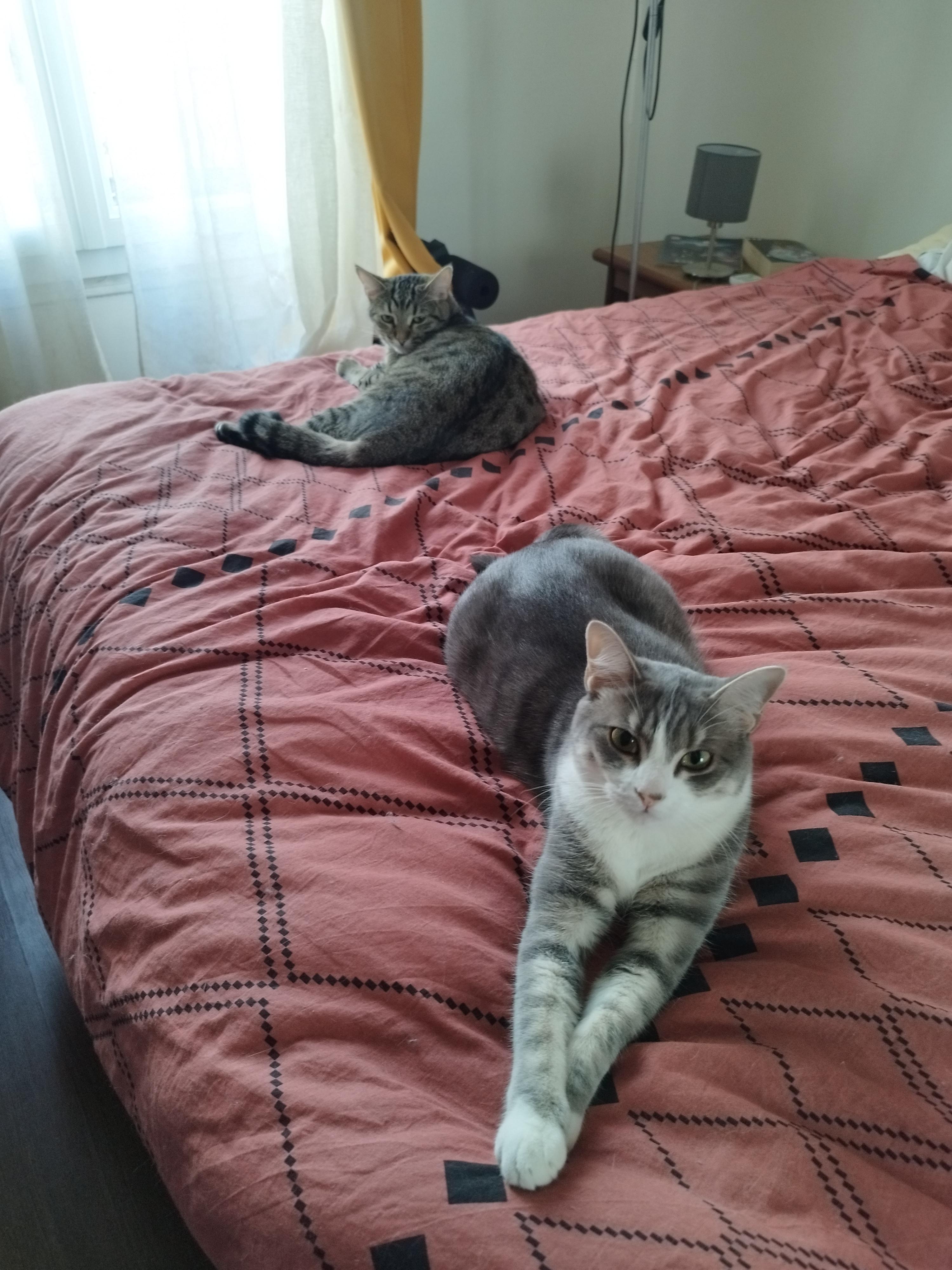 Miki looks jealous of Emma's fancy feet | Scrolller