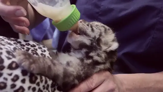 Milk time for 3-week-old clouded leopard cubs at Point Defiance Zoo | Scrolller