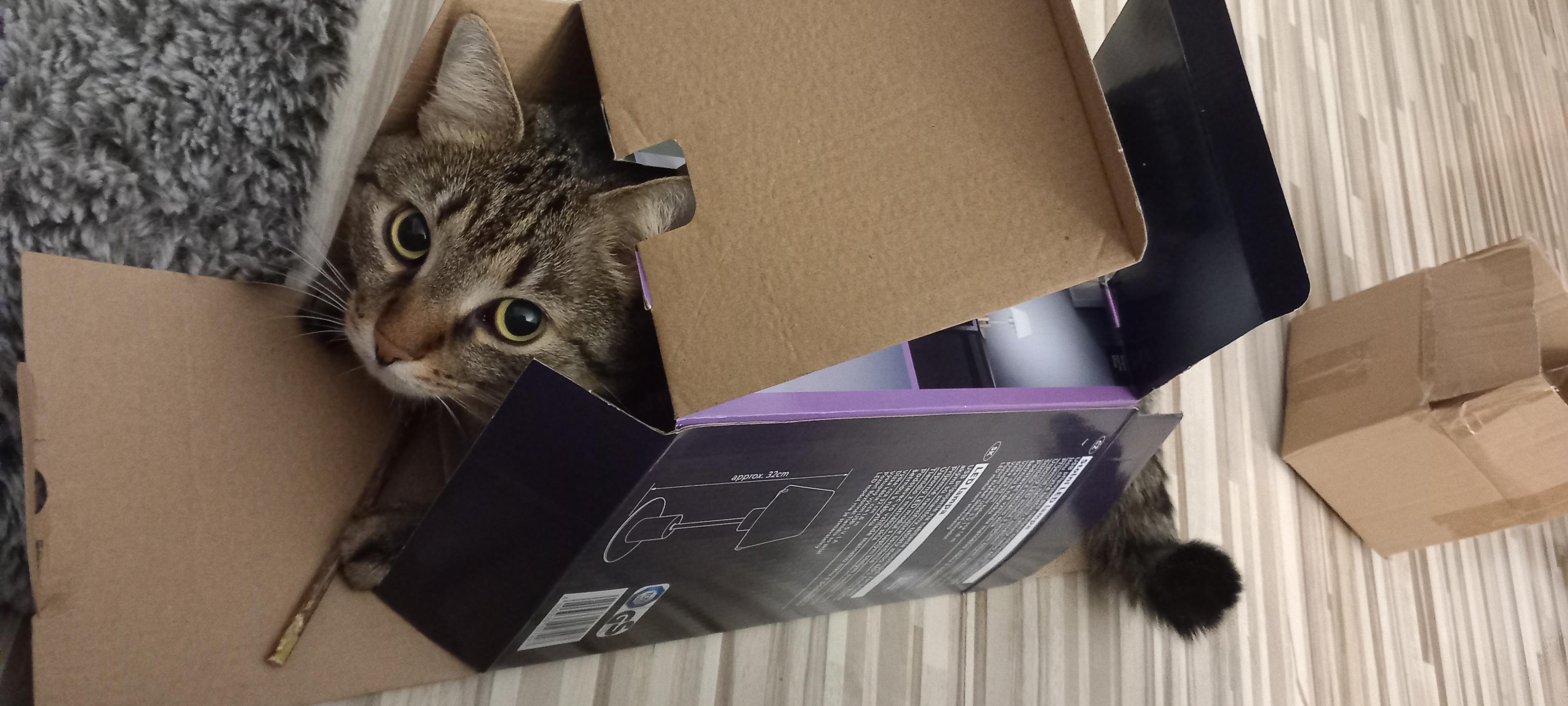 Minnie approves our new lamp box | Scrolller