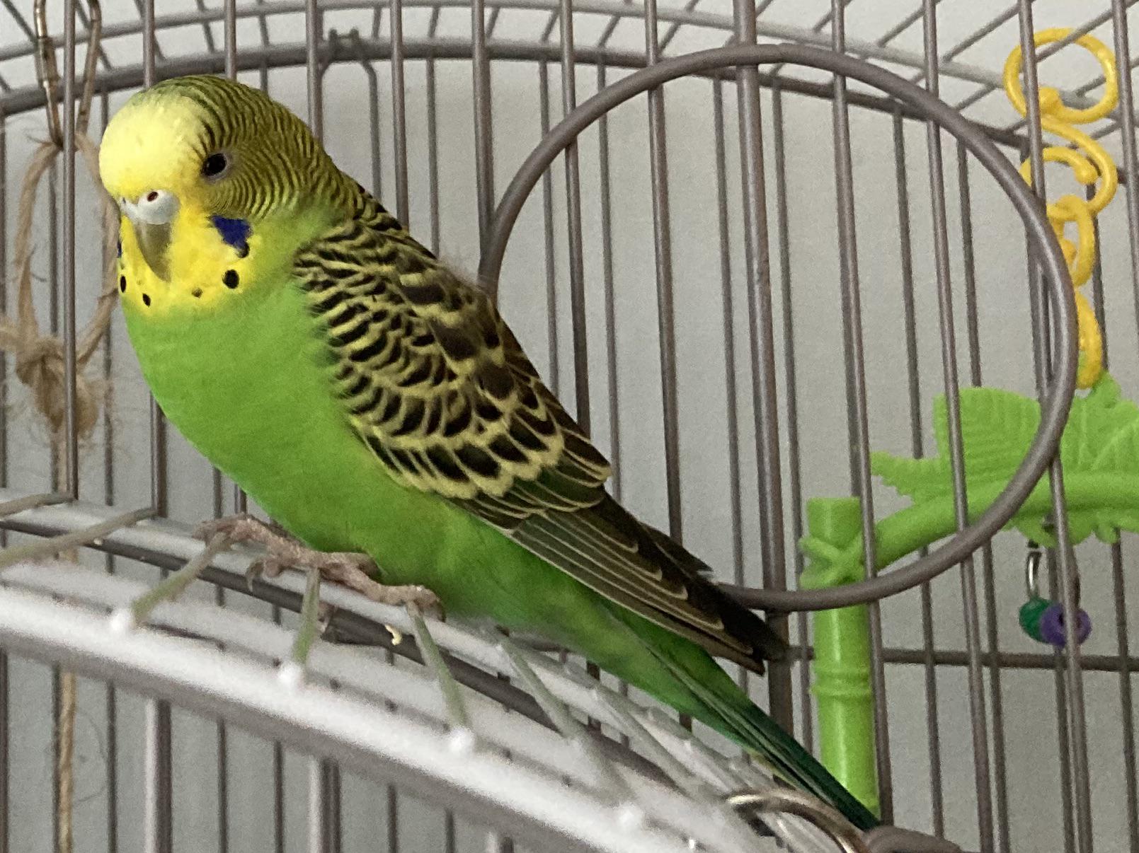 Missing bird | Scrolller