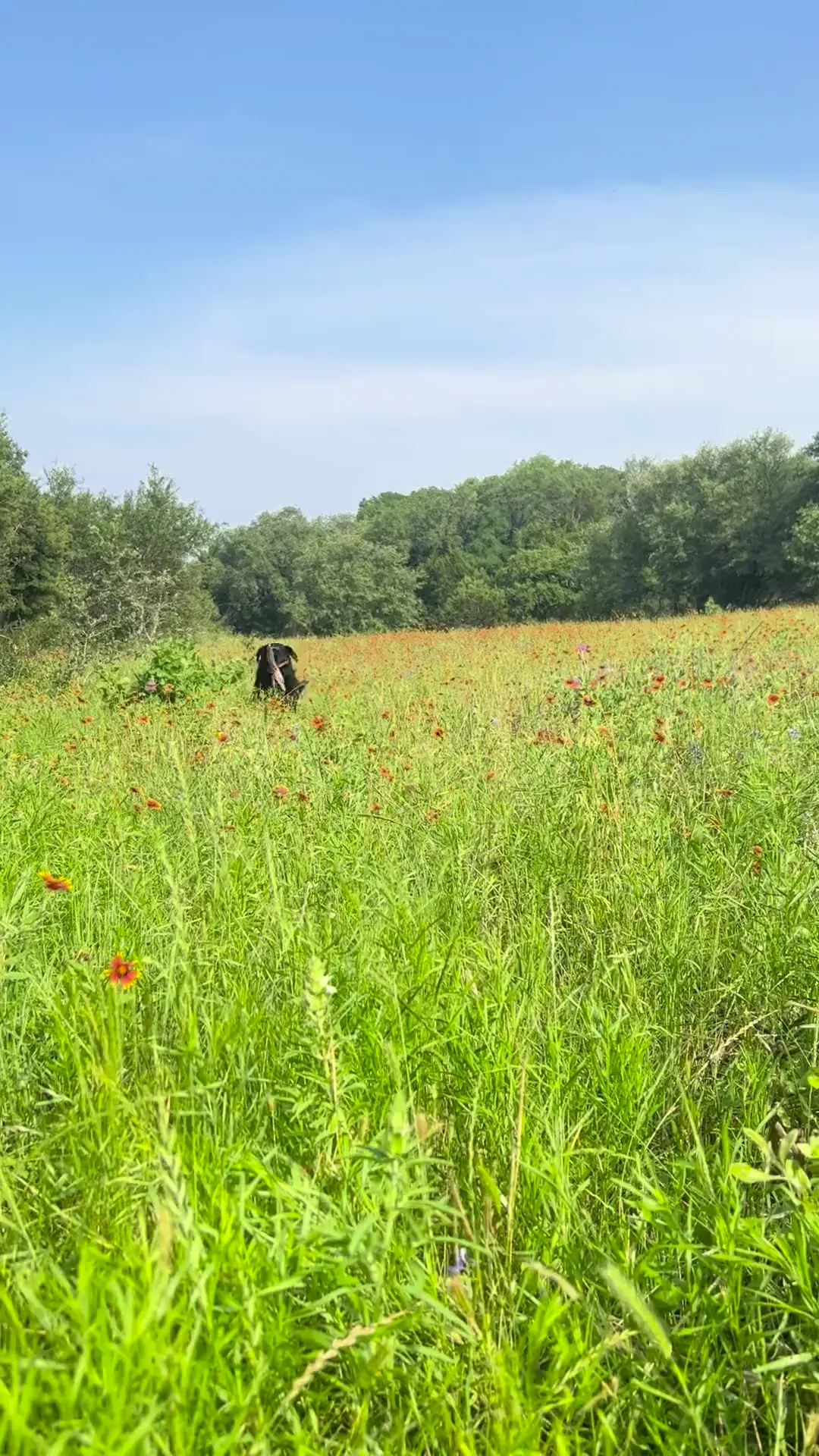 Missing springtime | Scrolller