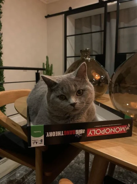 Mission accomplished: I’m in the box, now where’s my rent? | Scrolller