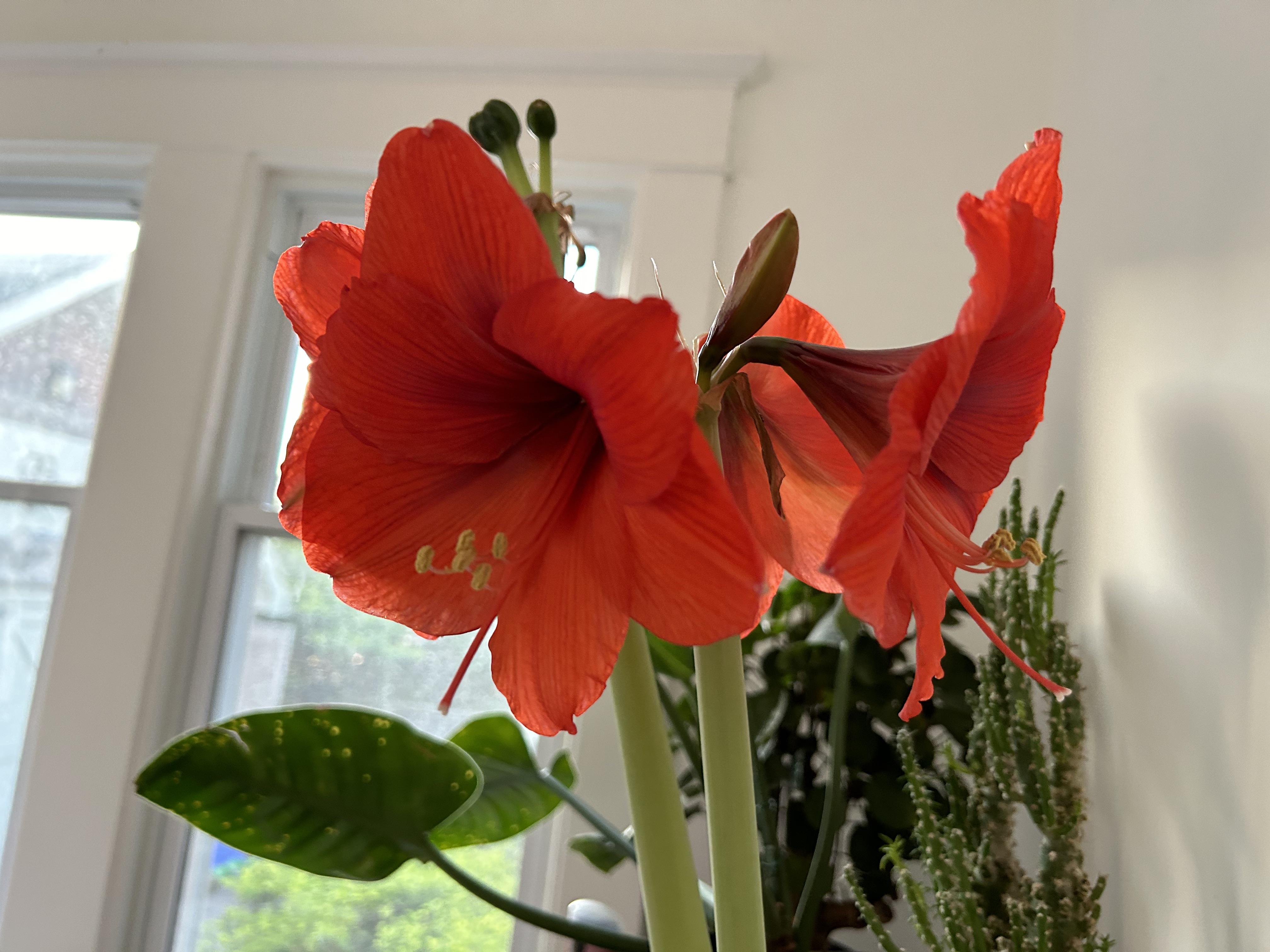 2nd bloom! | Scrolller