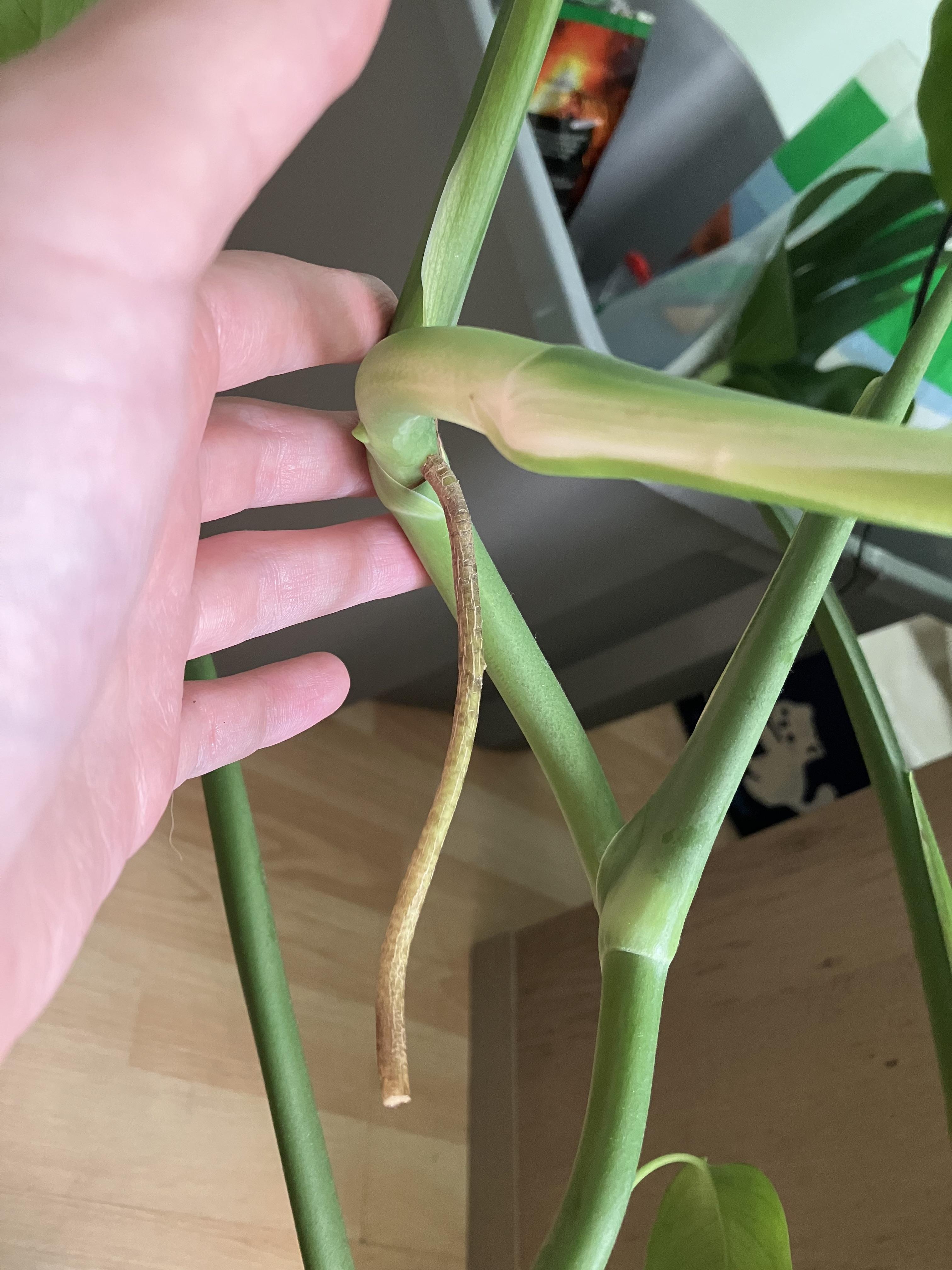 Are these nodes or is my monstera trying to grow roots in weird places? | Scrolller