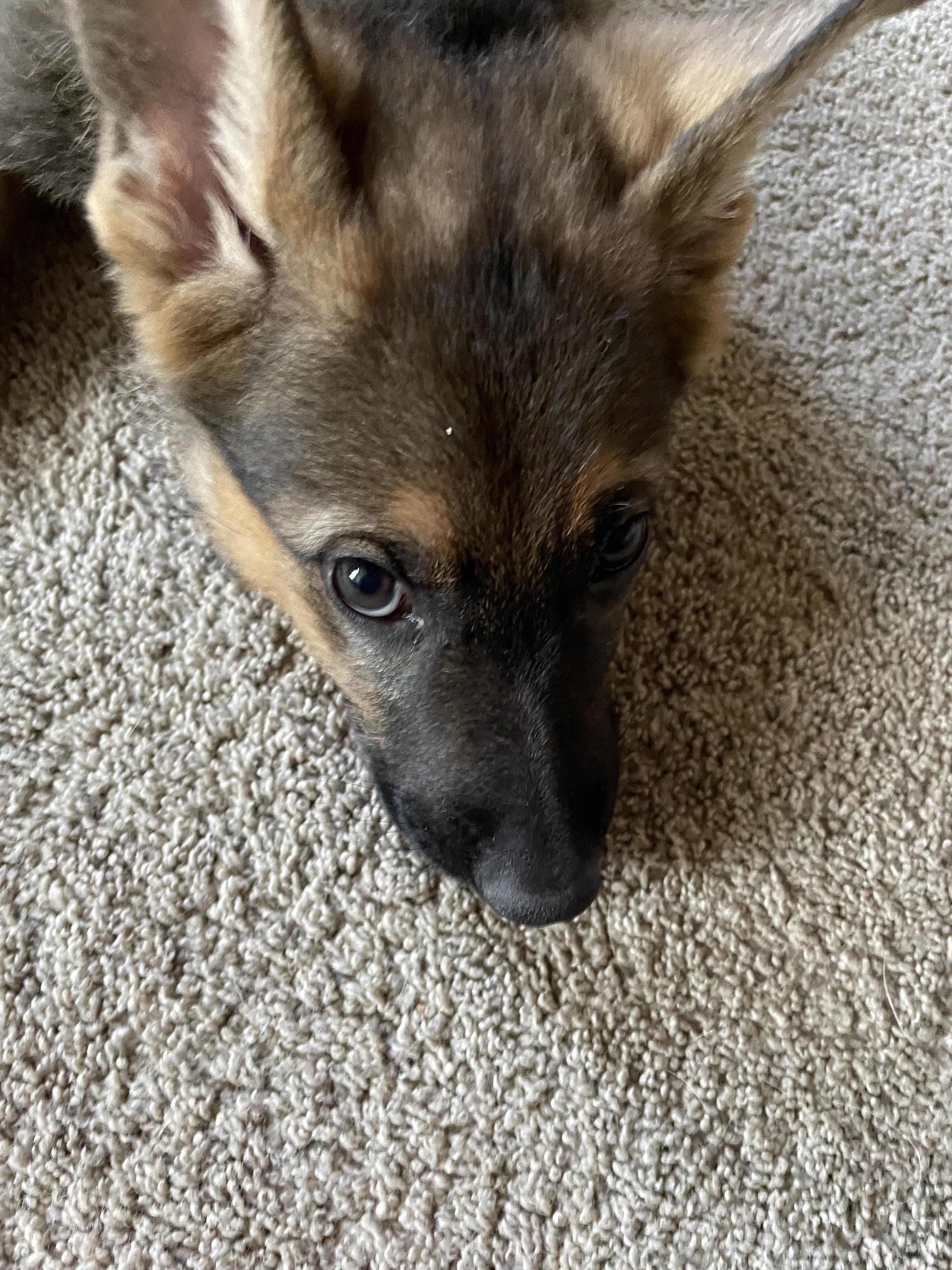 Toby, our newly adopted 9 week old German shepherd | Scrolller