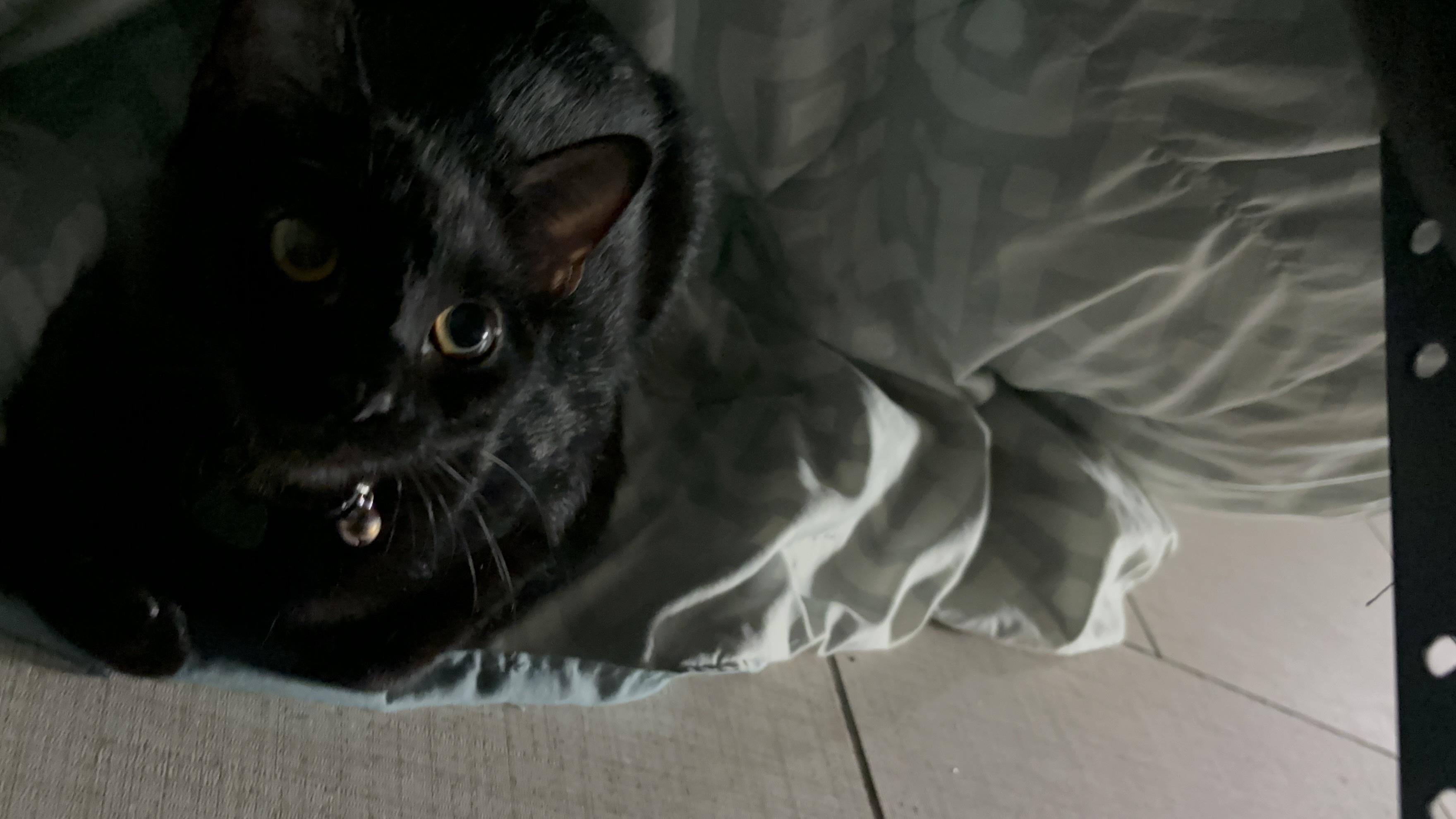 Little Buttercup in her blanket fort | Scrolller