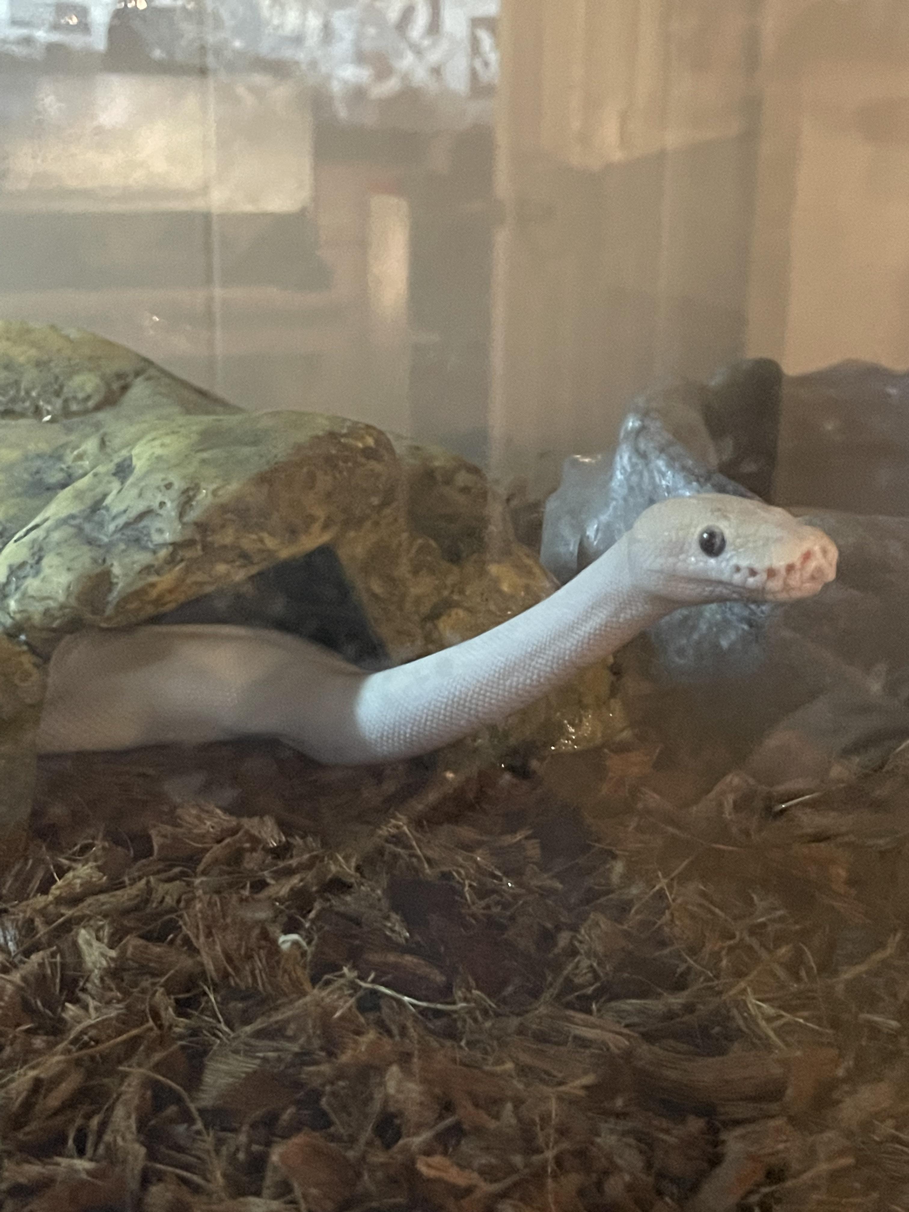 Lucifer update 😈 | Scrolller