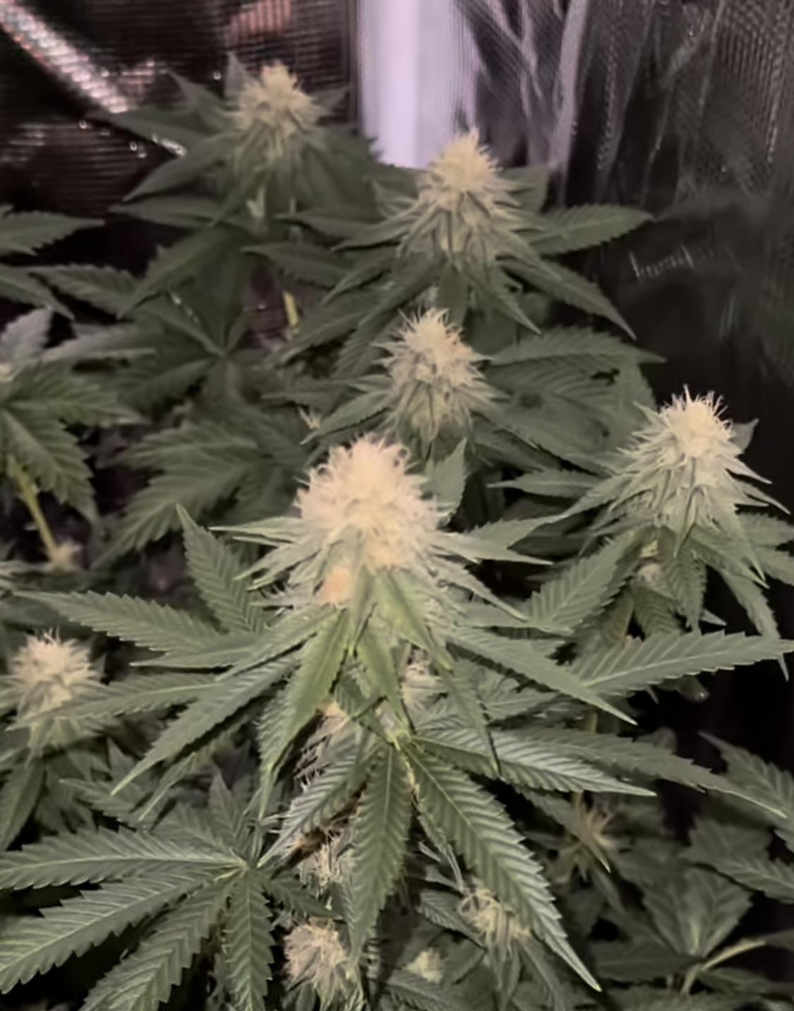 (Cosmic Afghani x Blueberry Muffin/Romulan)x Violet Gas Kush. | Scrolller