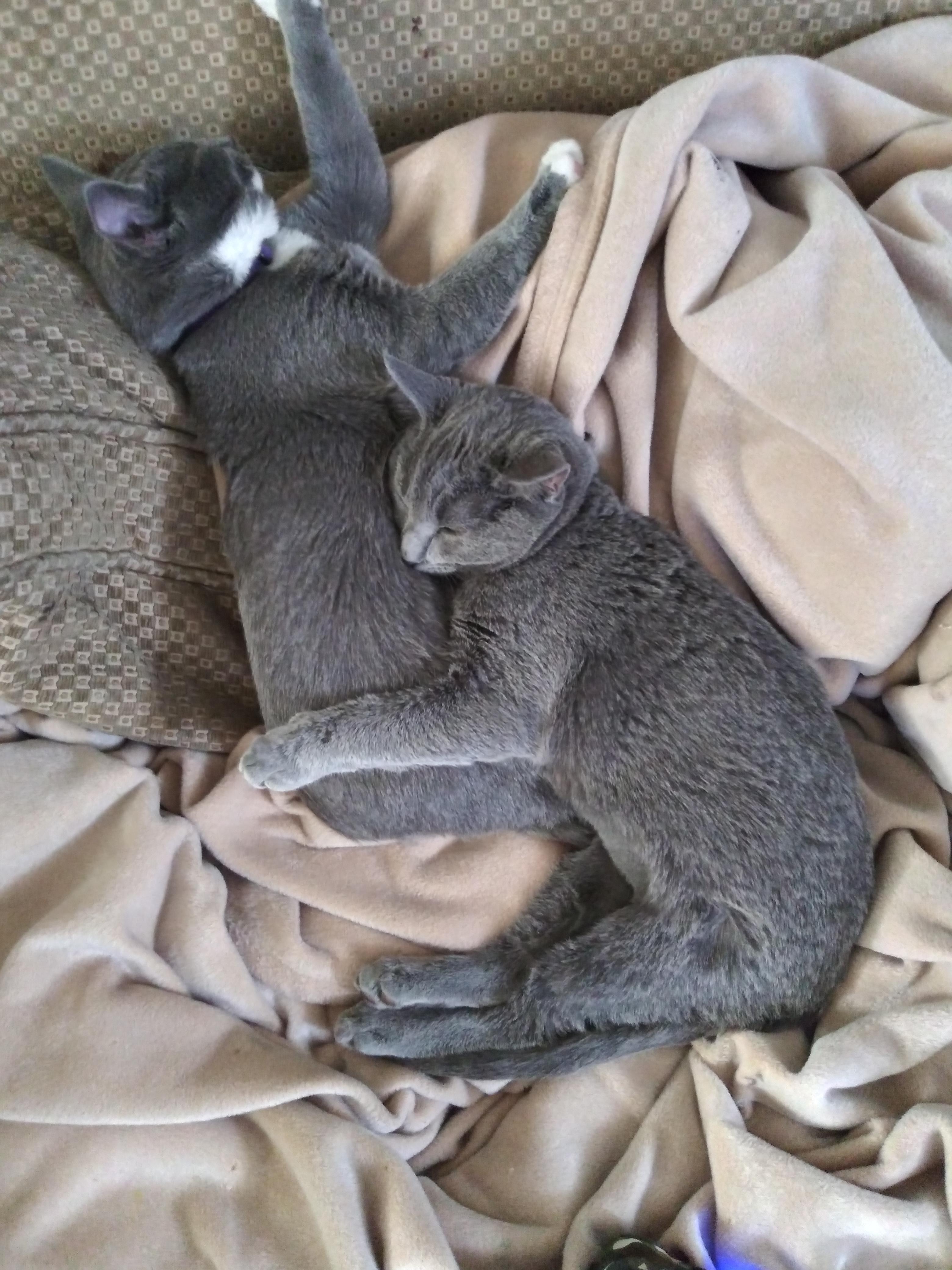 Mojo & Nugget | Scrolller