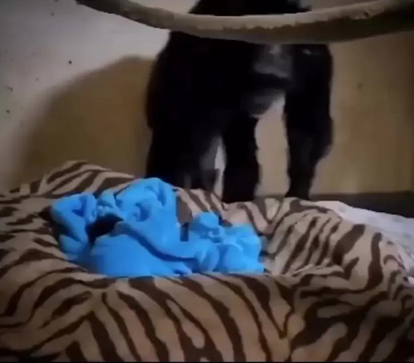 Mom and baby chimpanzee reunite after complications at birth | Scrolller