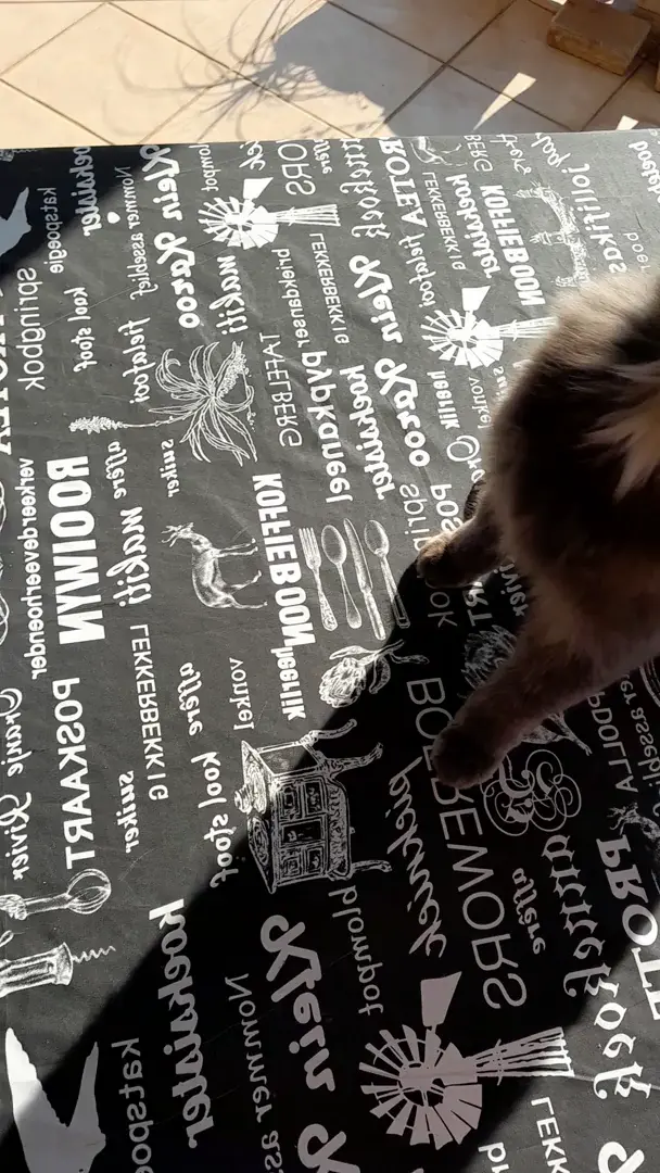 Momo loves some brushy time! | Scrolller