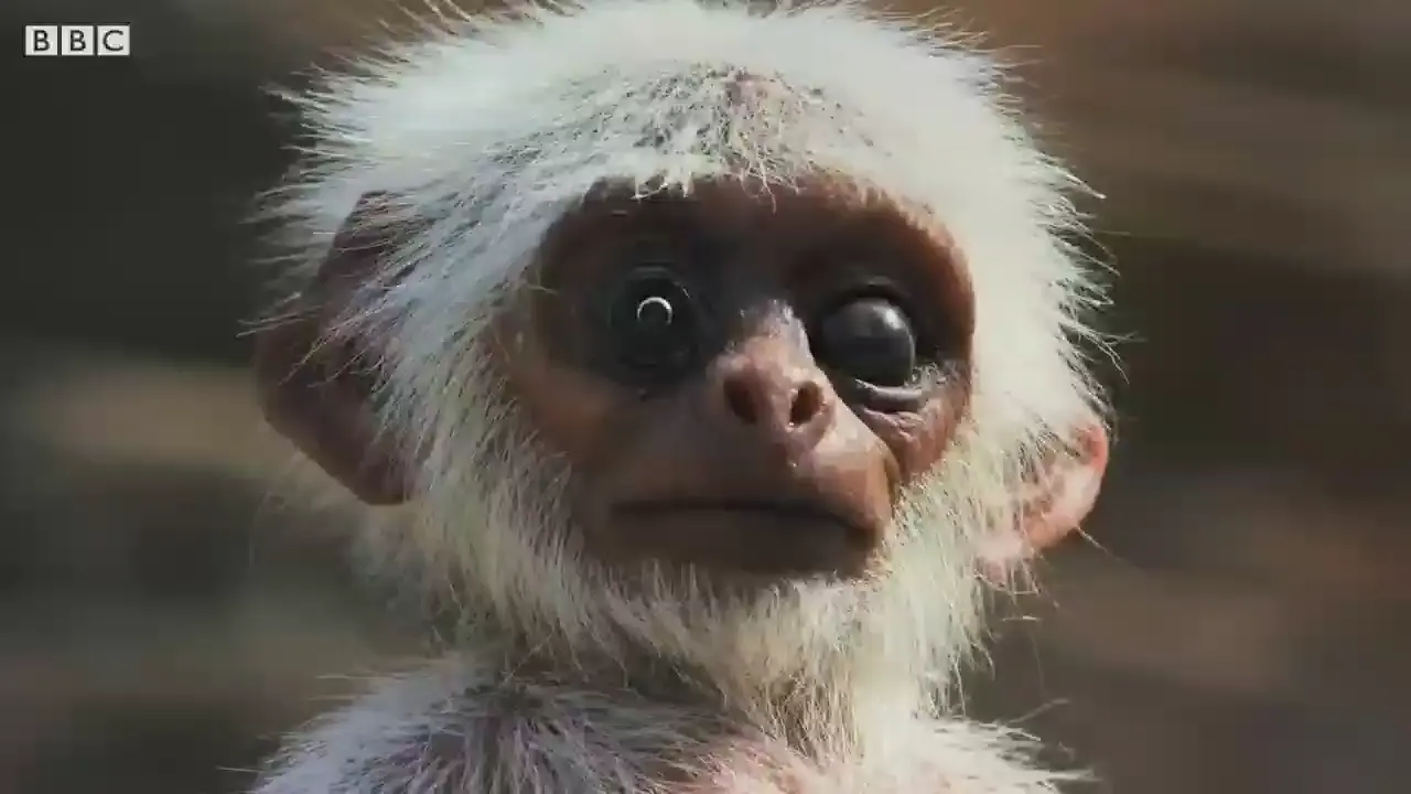 Monkey cam captures something extraordinary | Scrolller