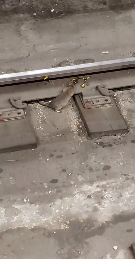 Monster Rat | Scrolller