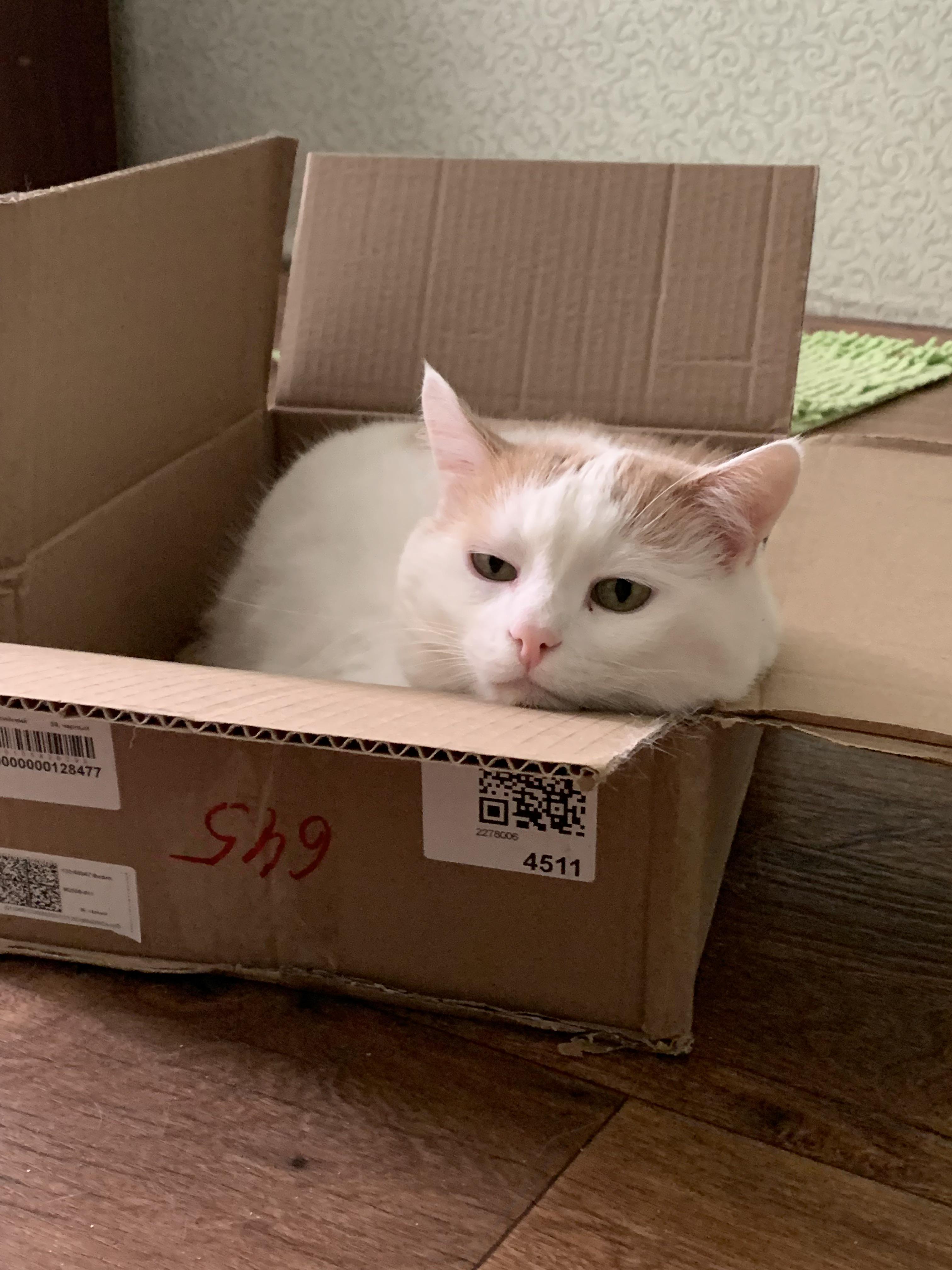 Mood cat | Scrolller