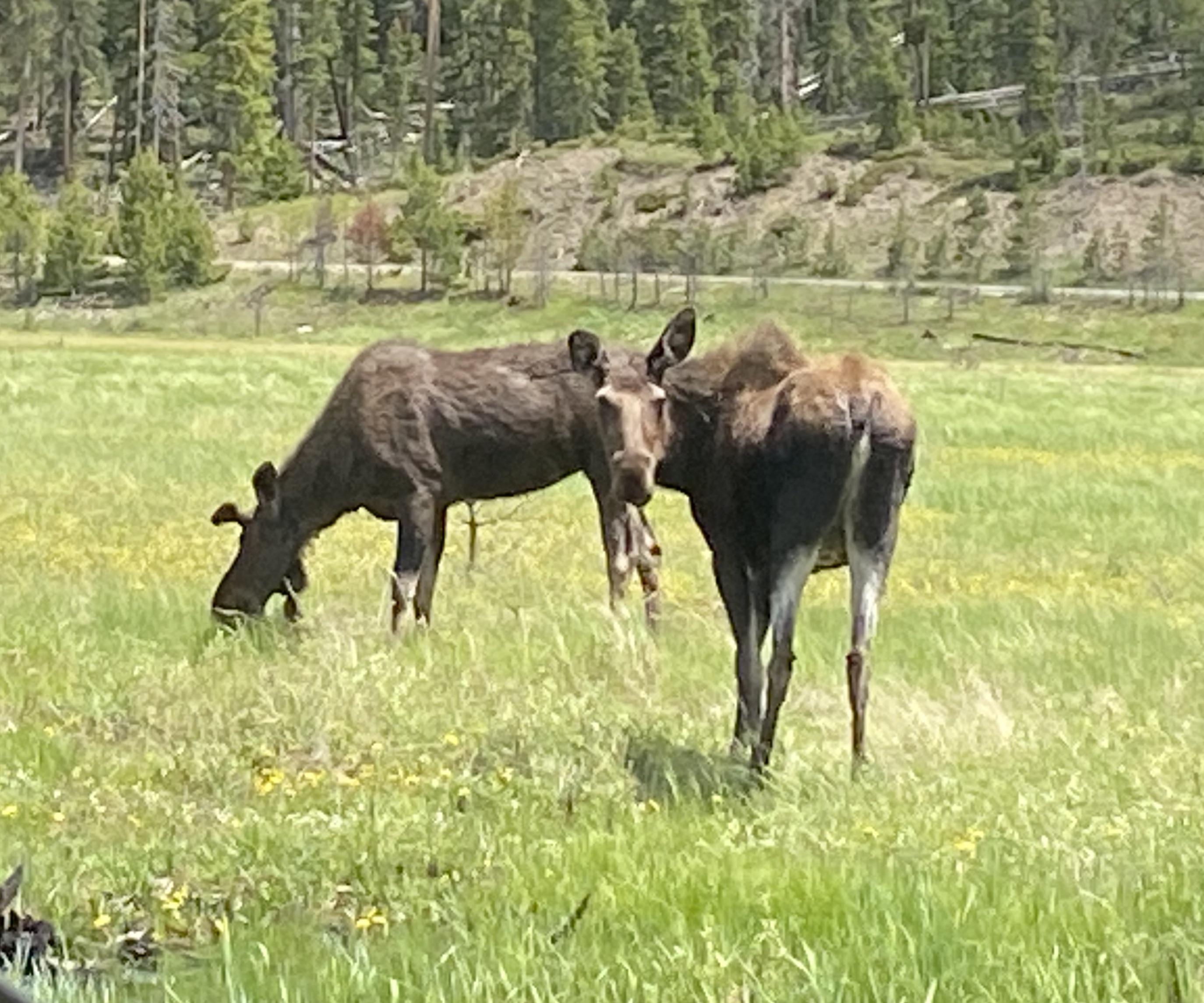 Moose, Rocky Mountain National Park | Scrolller