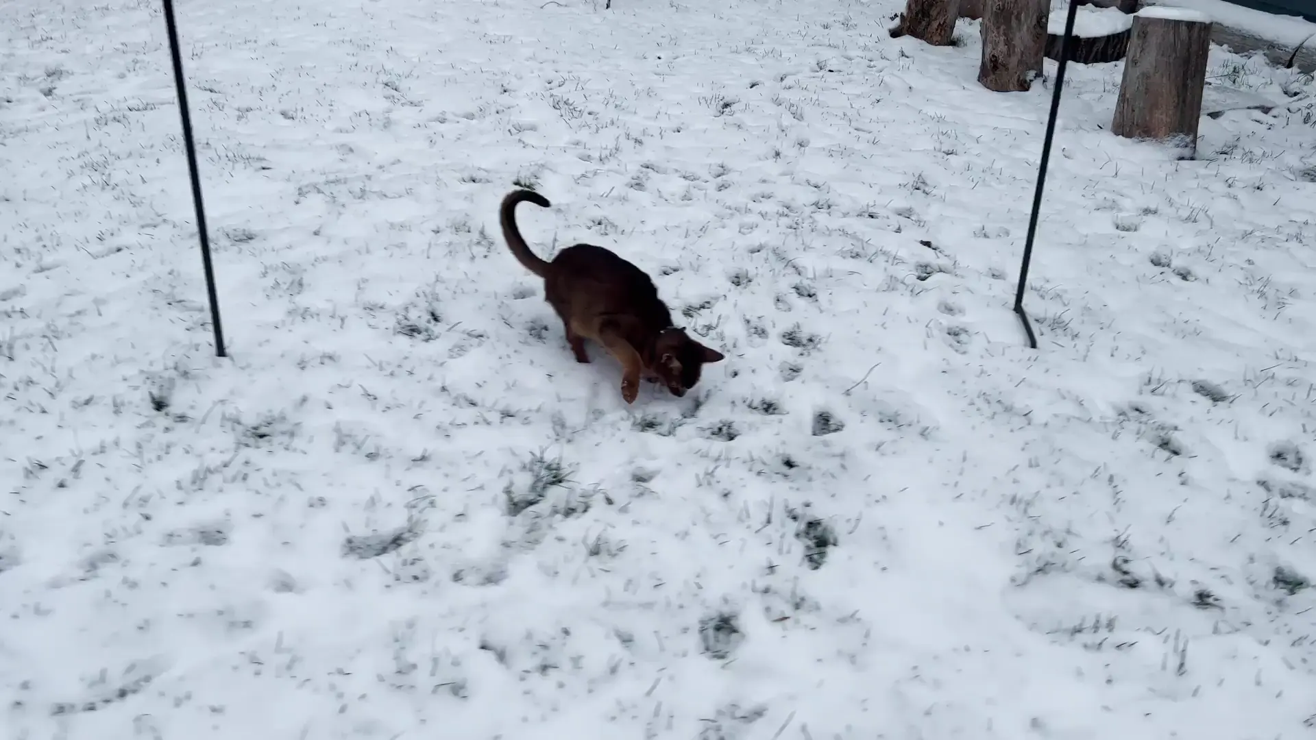 More of our kittens playing in the snow | Scrolller