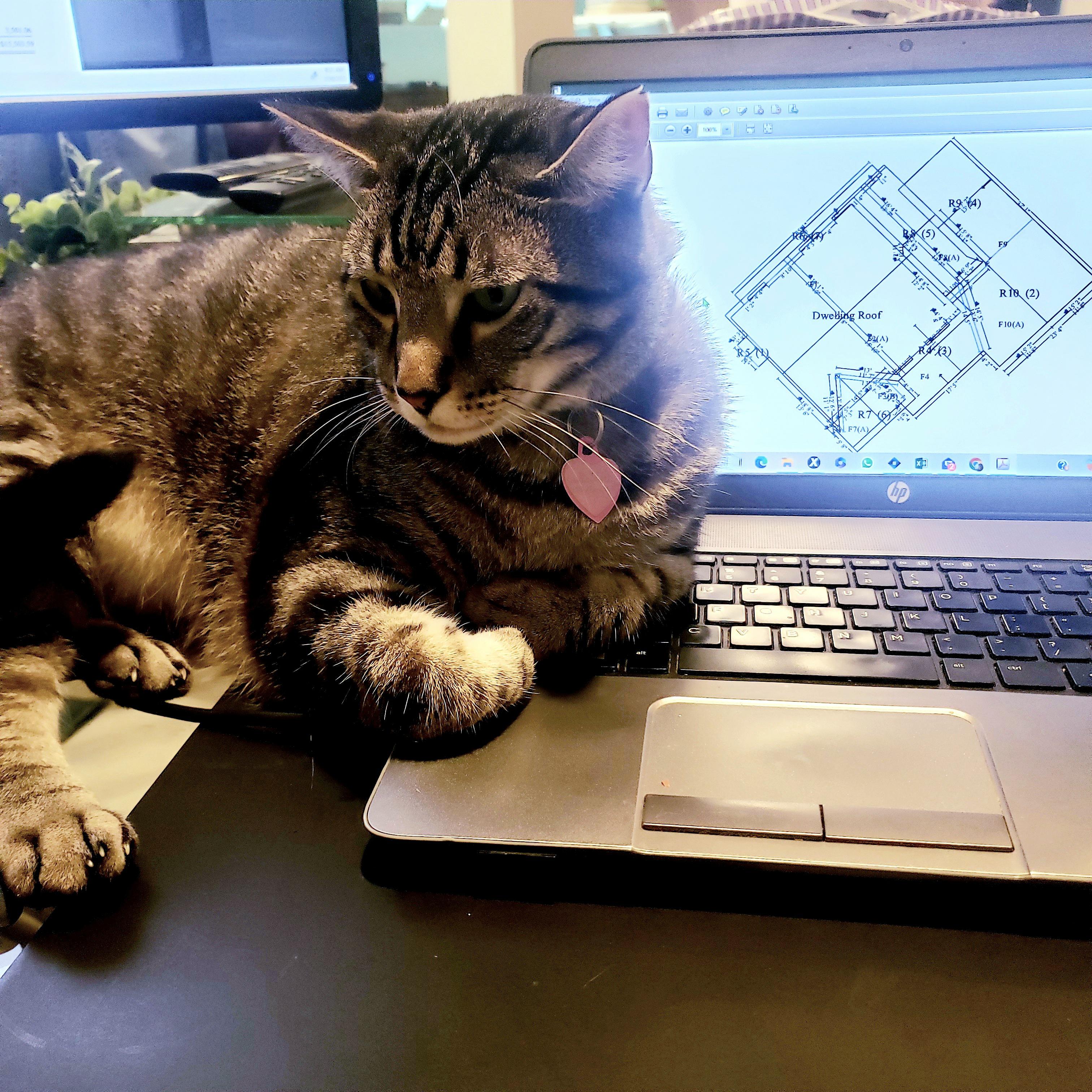 More tabs please | Scrolller