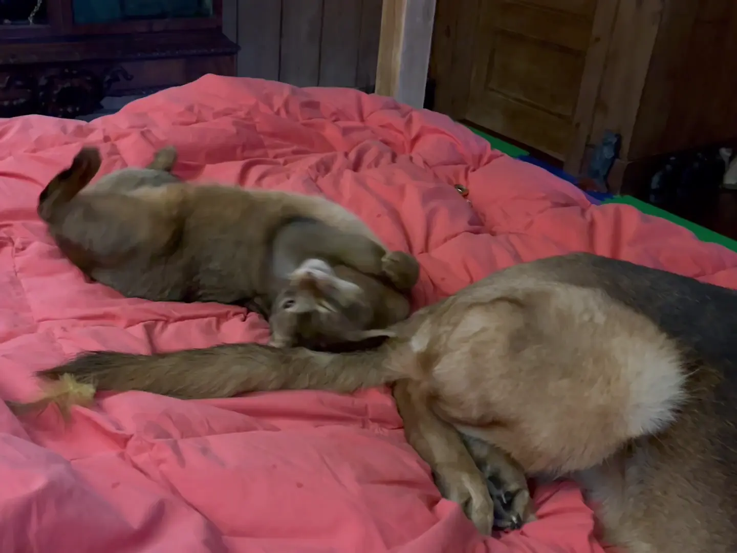 Most patient German Shepherd Dog Ever Baffled by Weird Cat | Scrolller