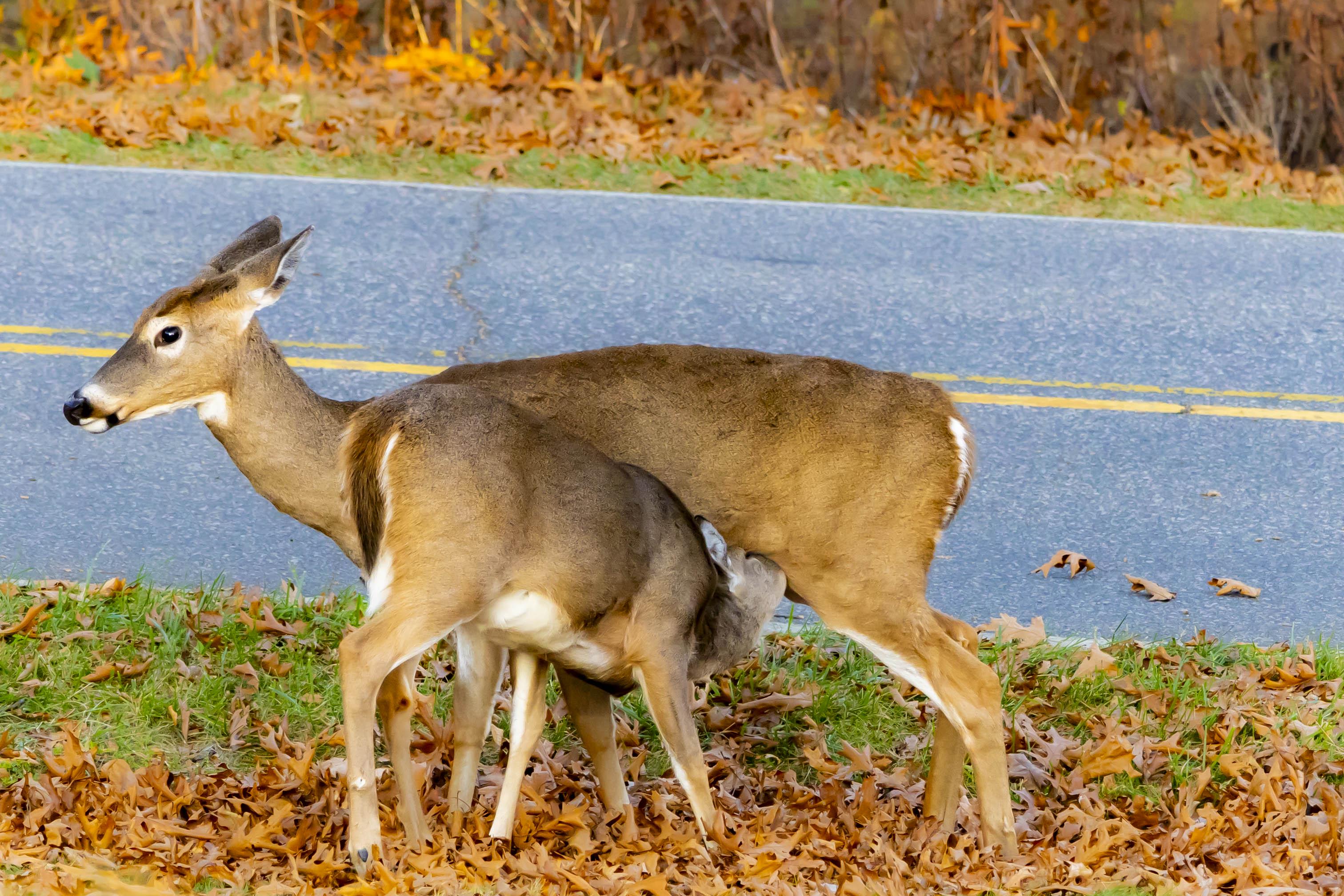 Mother and Baby Deer | Scrolller