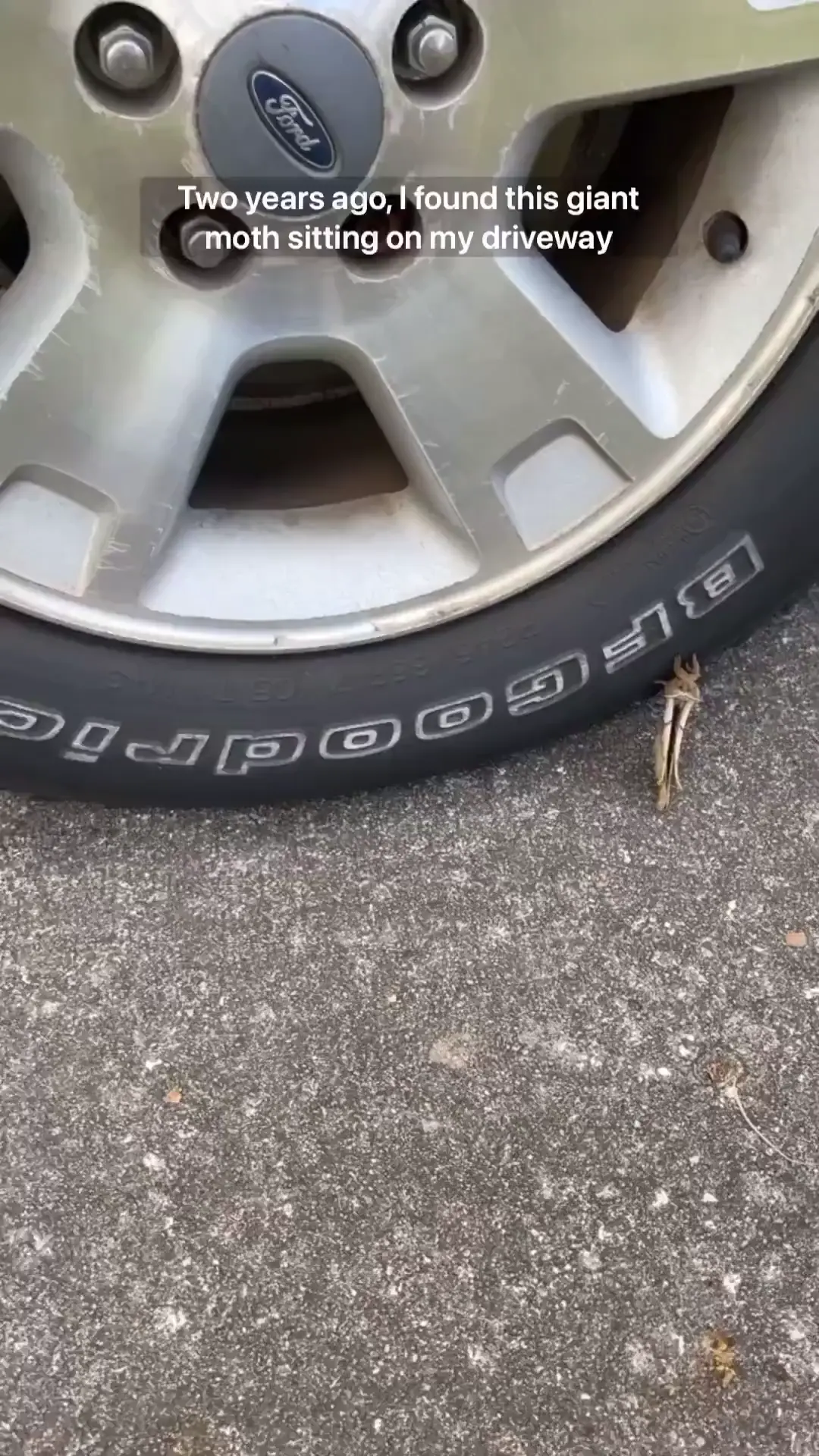 Mother of Moths | Scrolller