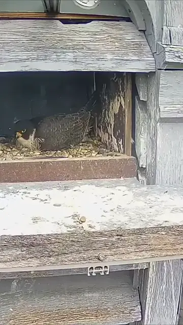 Moving to new home | Scrolller