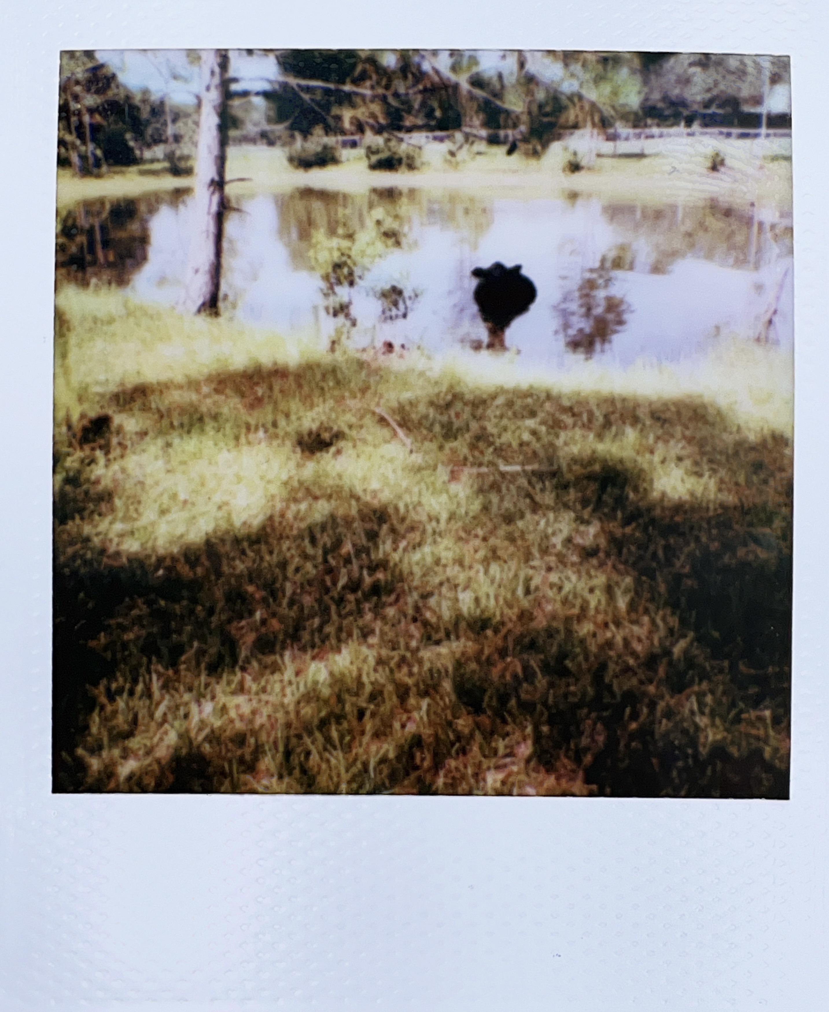 Shot these in my backyard with my Polaroid Go | Scrolller