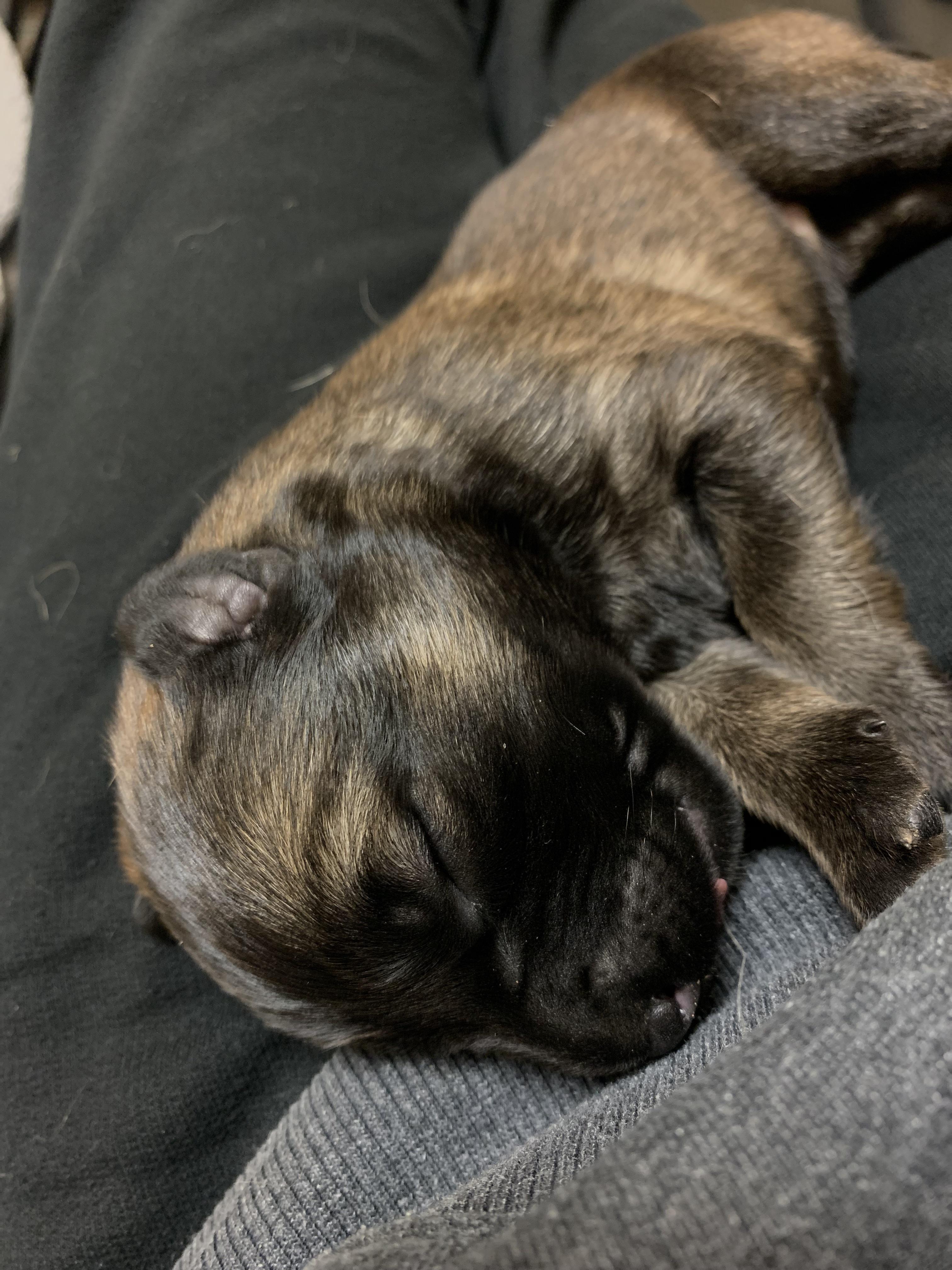 Sleepy pup | Scrolller