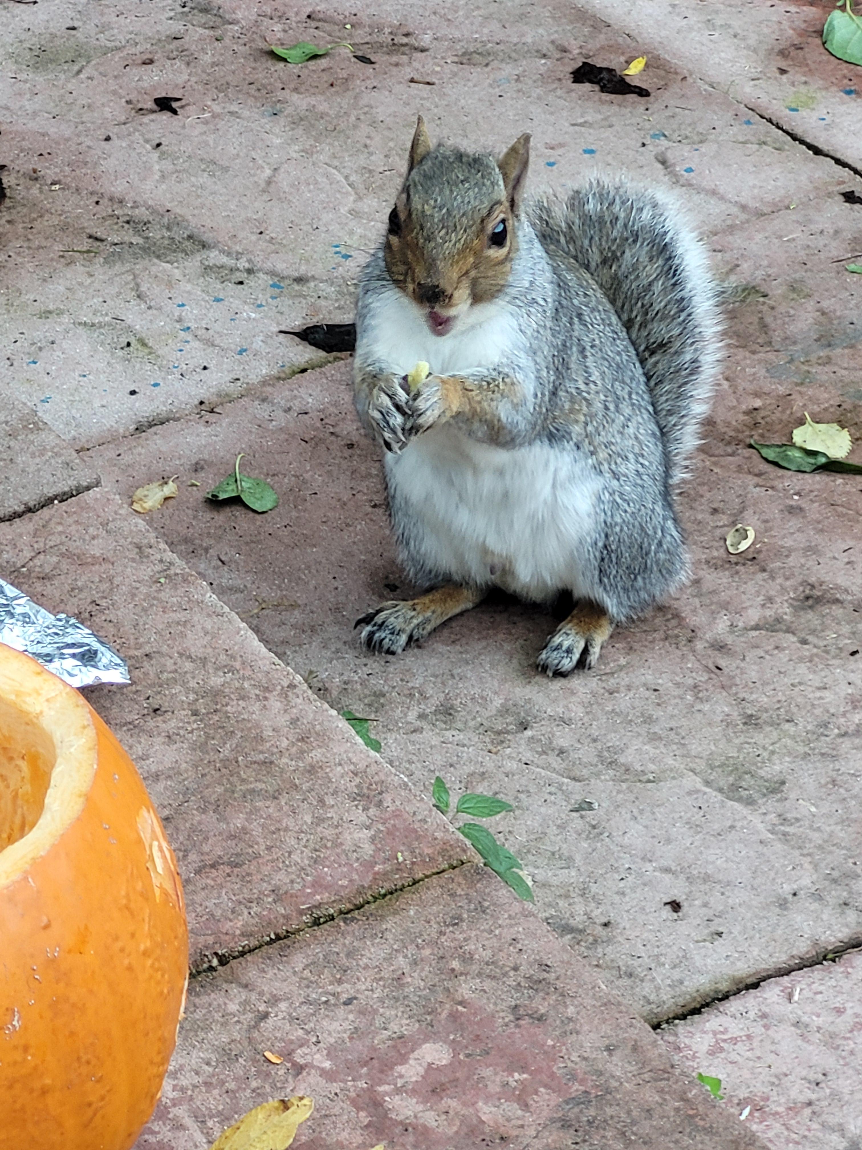 Missile Loves Avocado | Scrolller