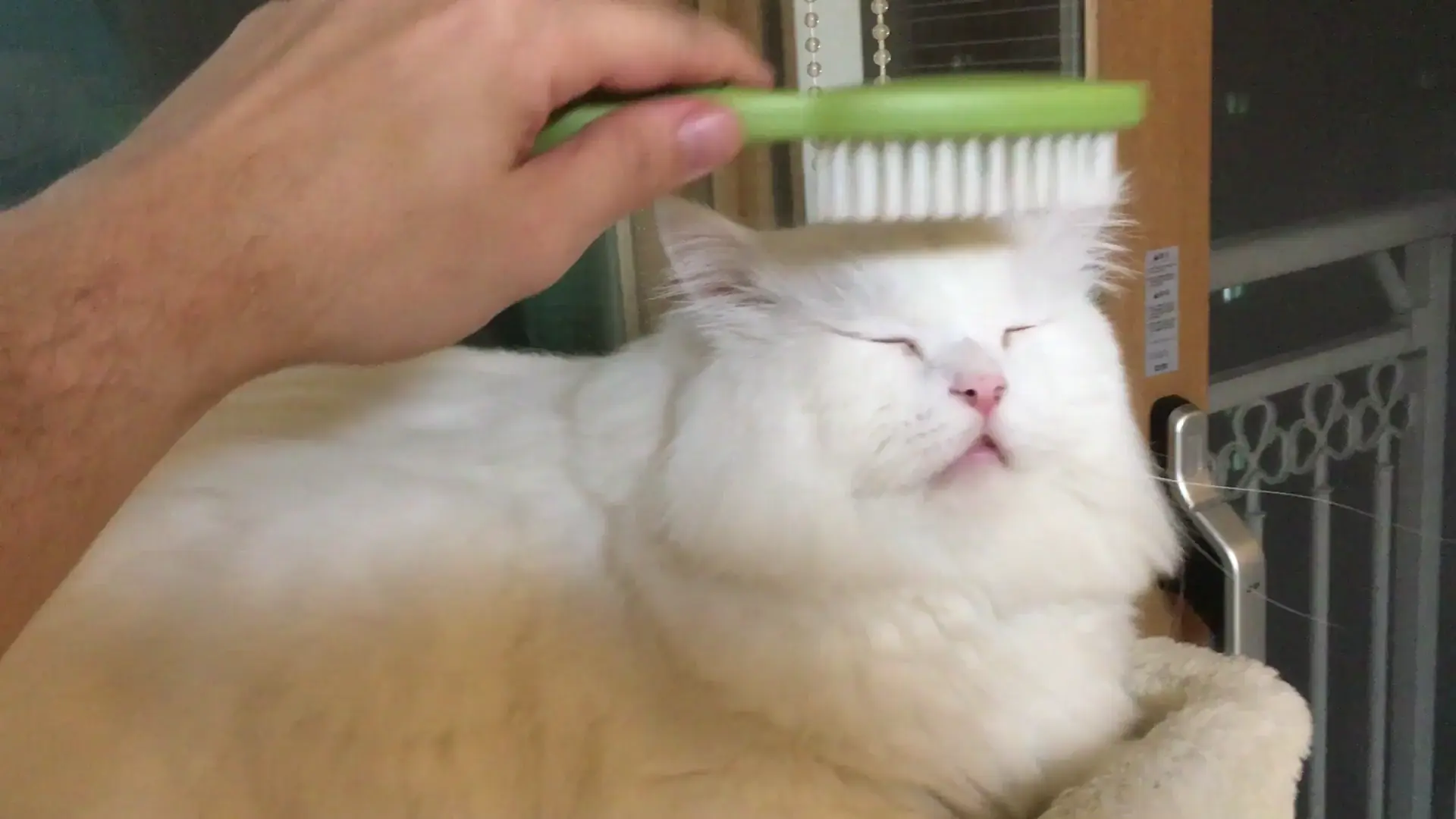 Mr. Couch’s brushies interrupted by his adopted sister | Scrolller