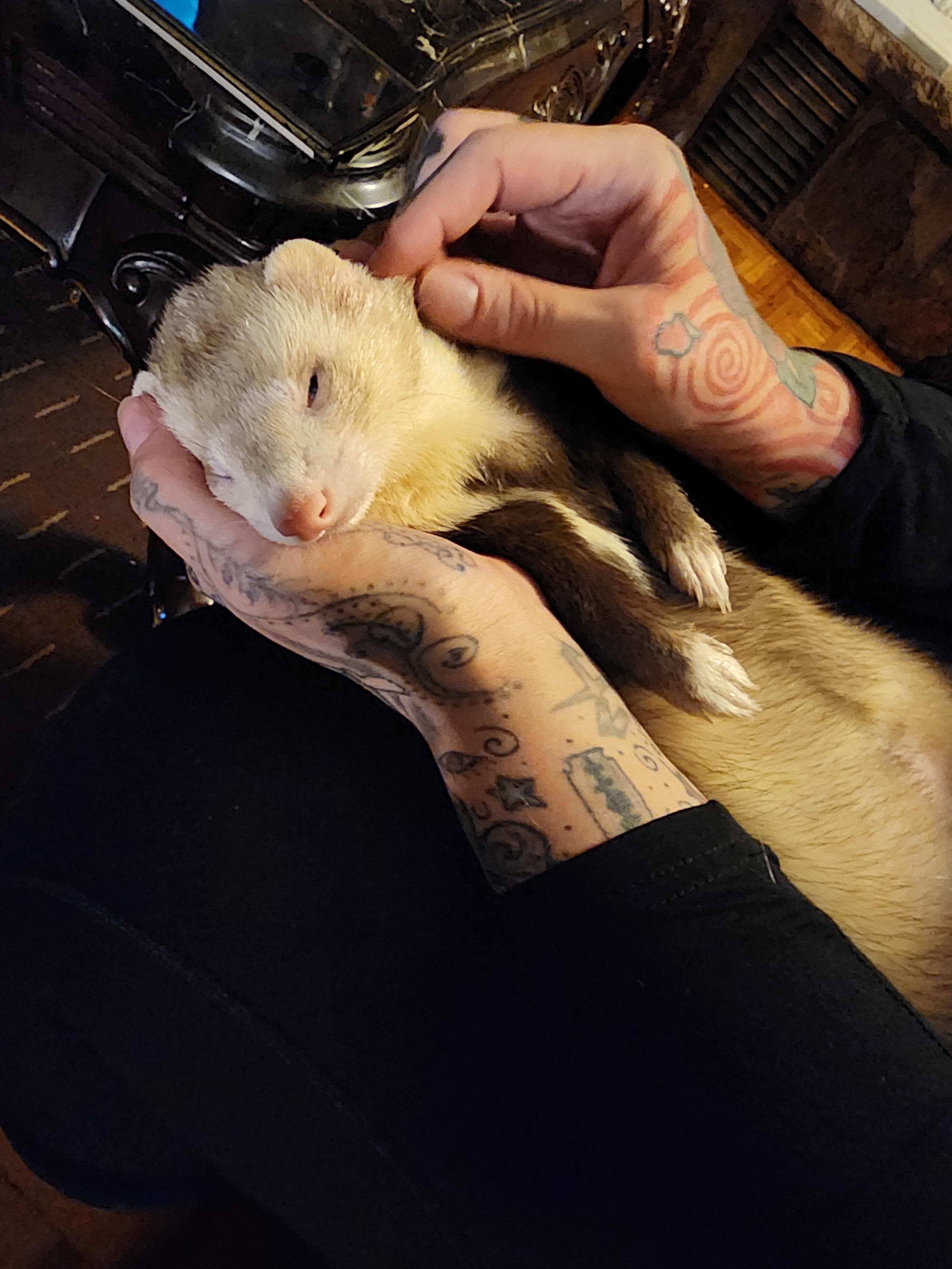 Highlight : Farley the Ferret | Scrolller