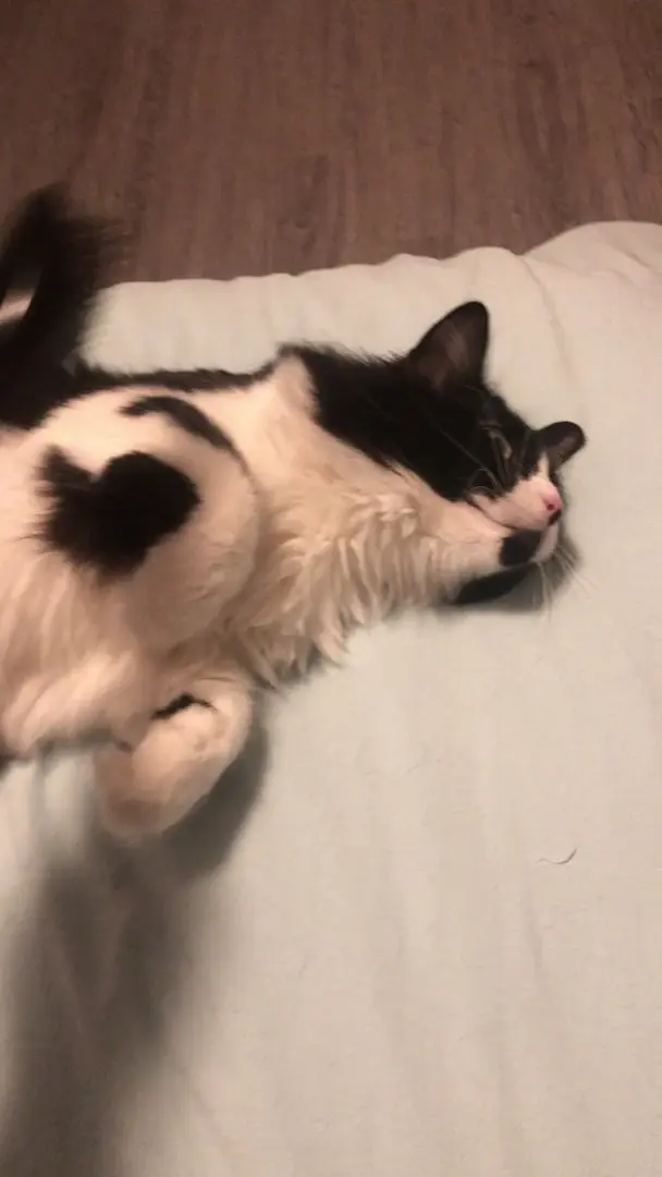 Ms. dottie loves a brushybrushy | Scrolller