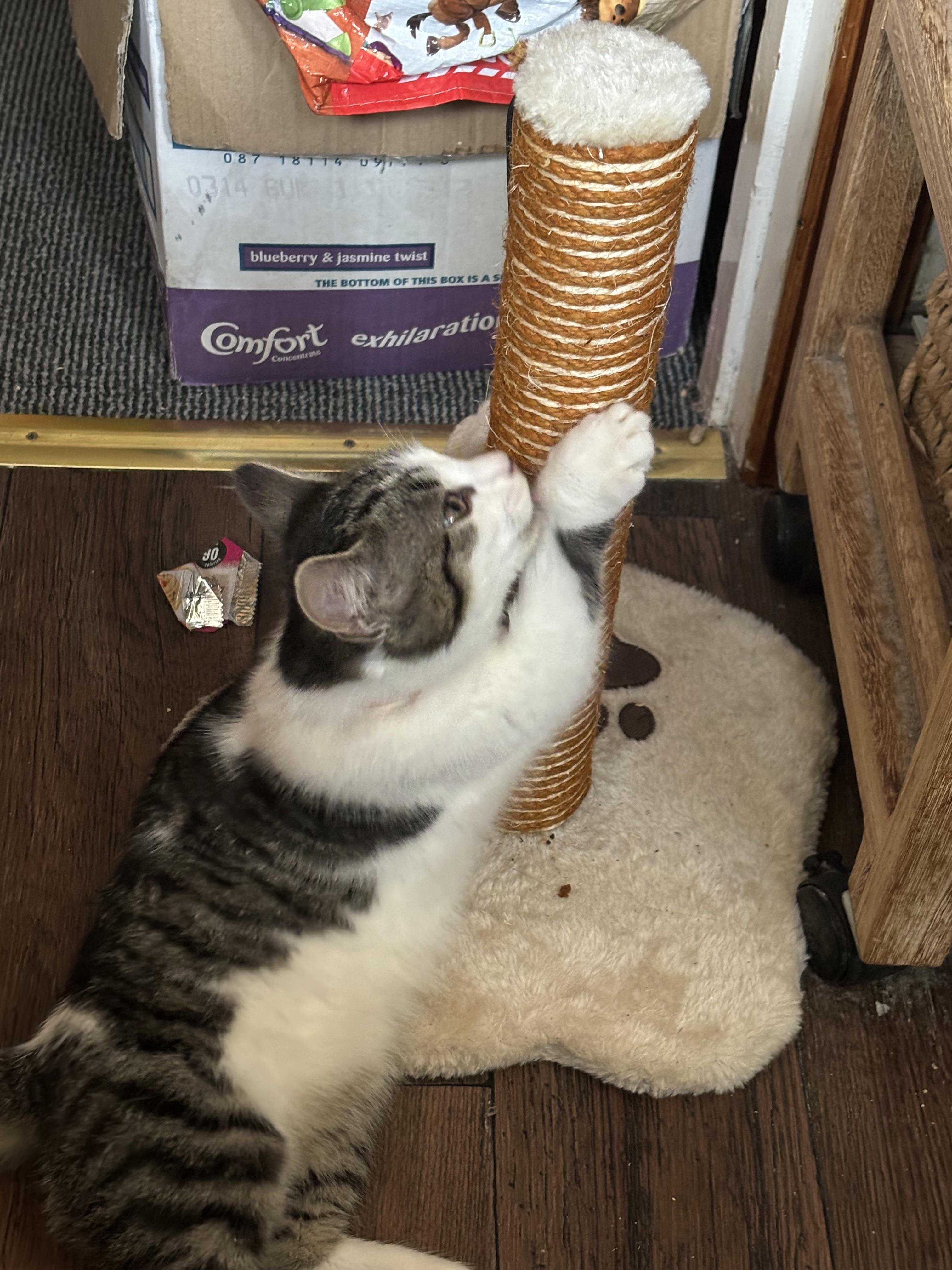 Pole dancer | Scrolller