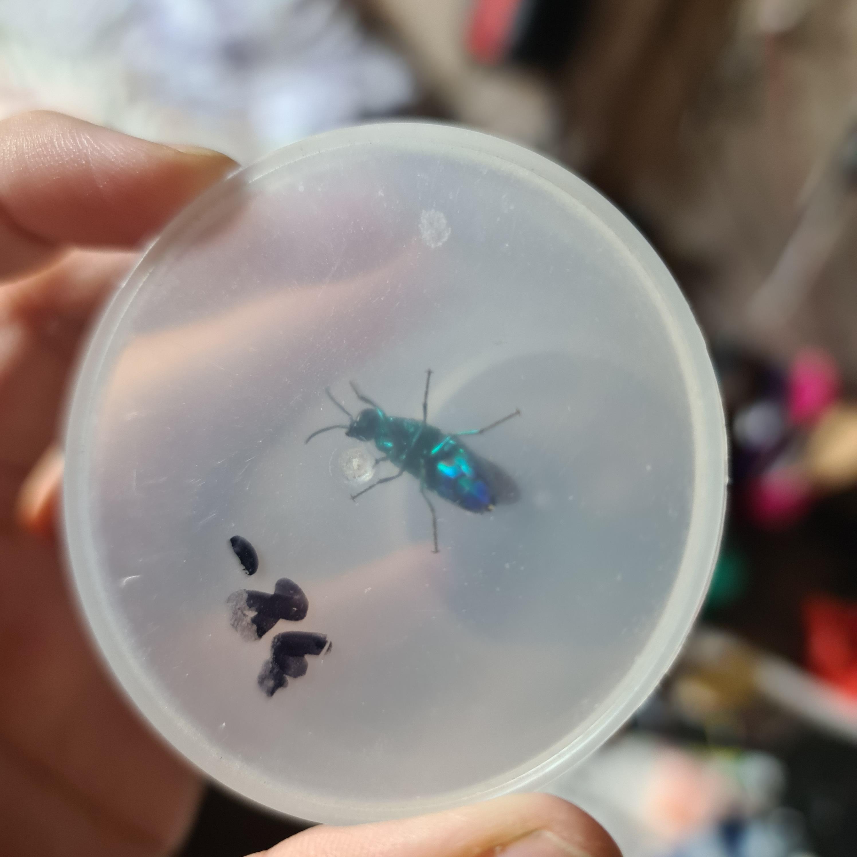 What is this insect? | Scrolller