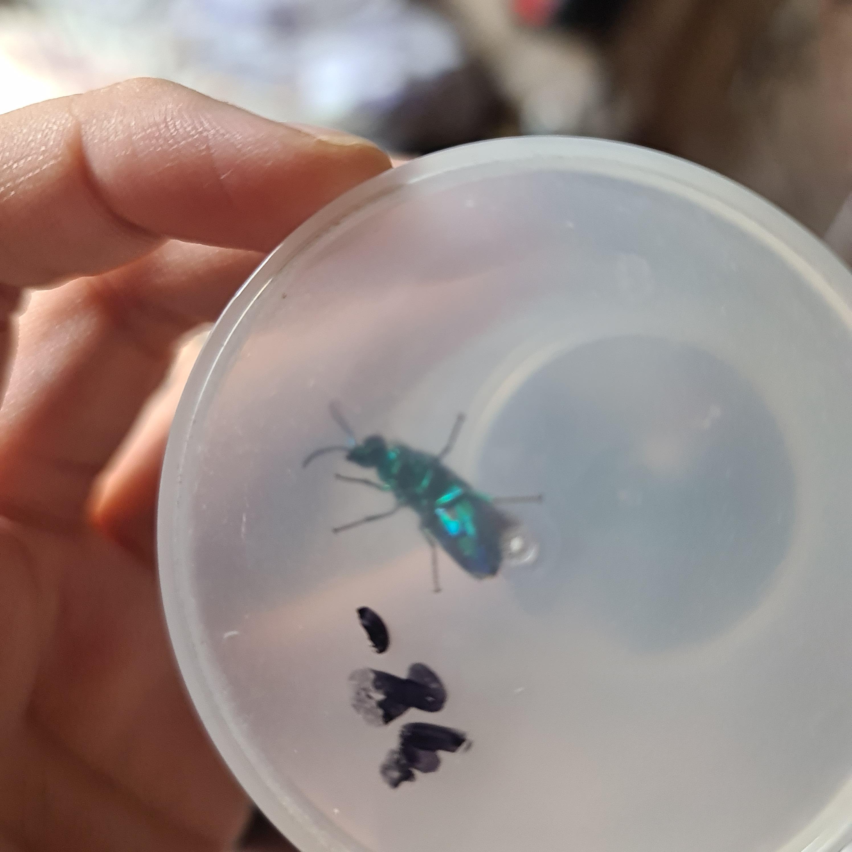 What is this insect? | Scrolller