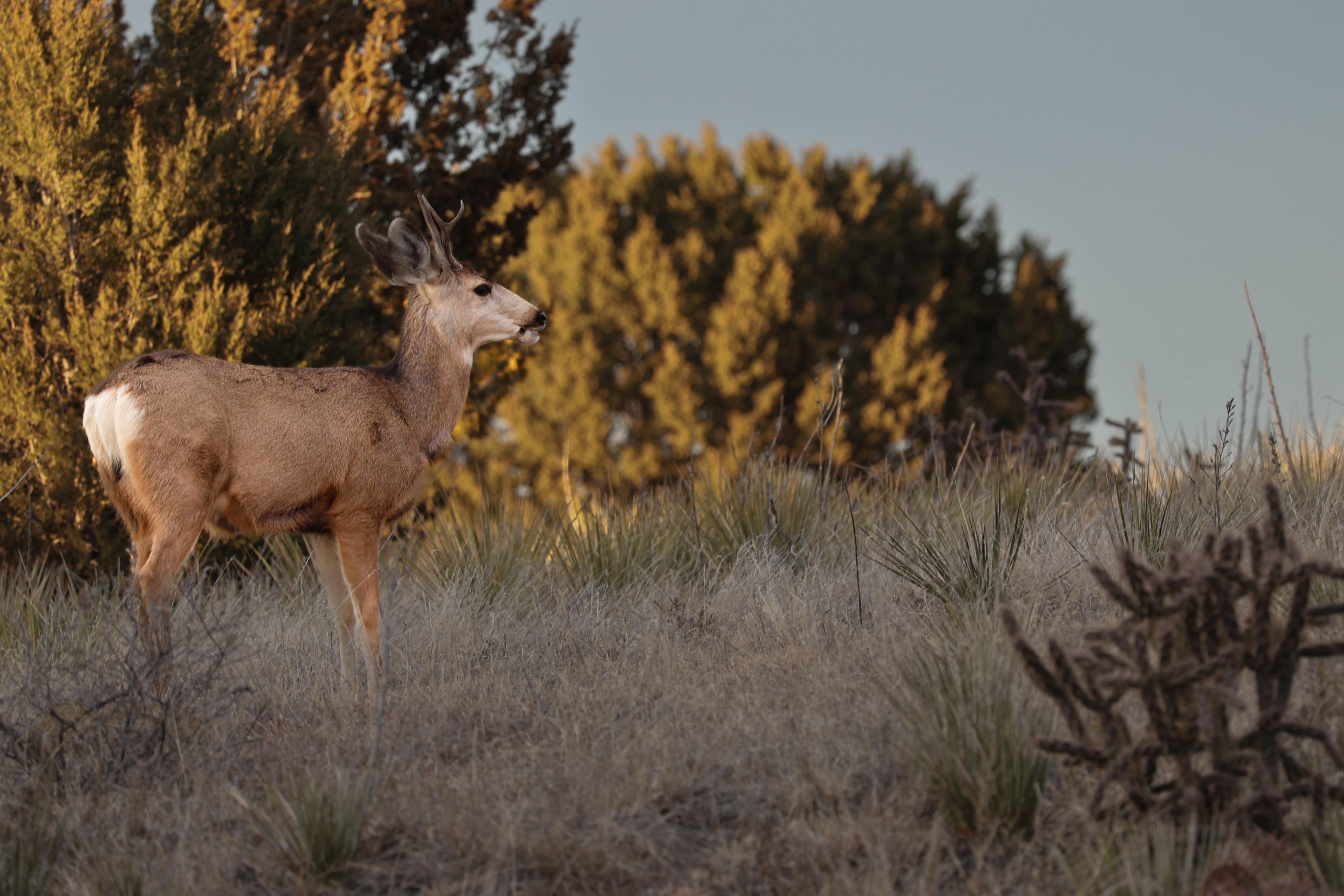 Mule Deer | Scrolller