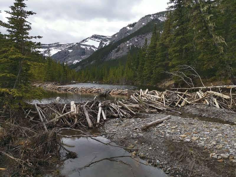 Multi-level Beaver Dam | Scrolller