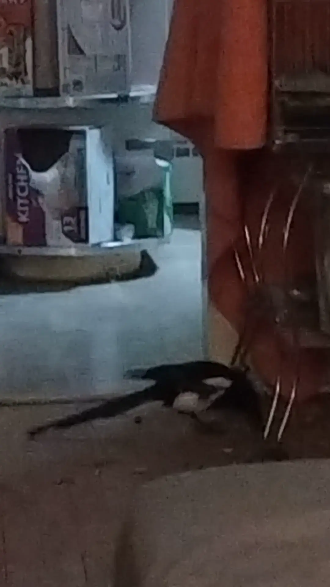 Murphy says Pretty Bird | Scrolller