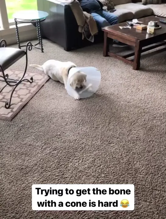 MUST GET BONE BUT HOW | Scrolller