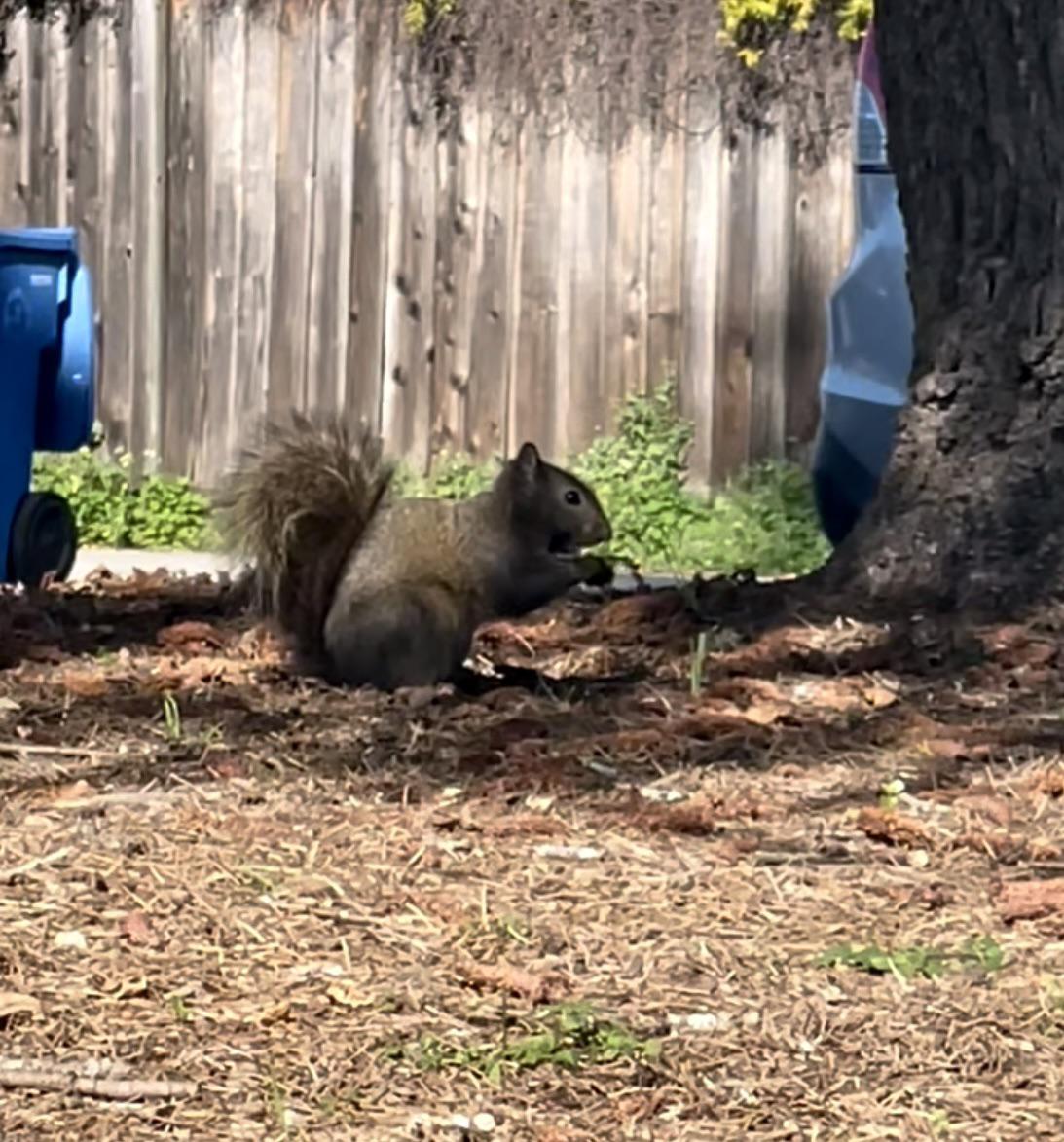 Teddy bear squirrel! | Scrolller