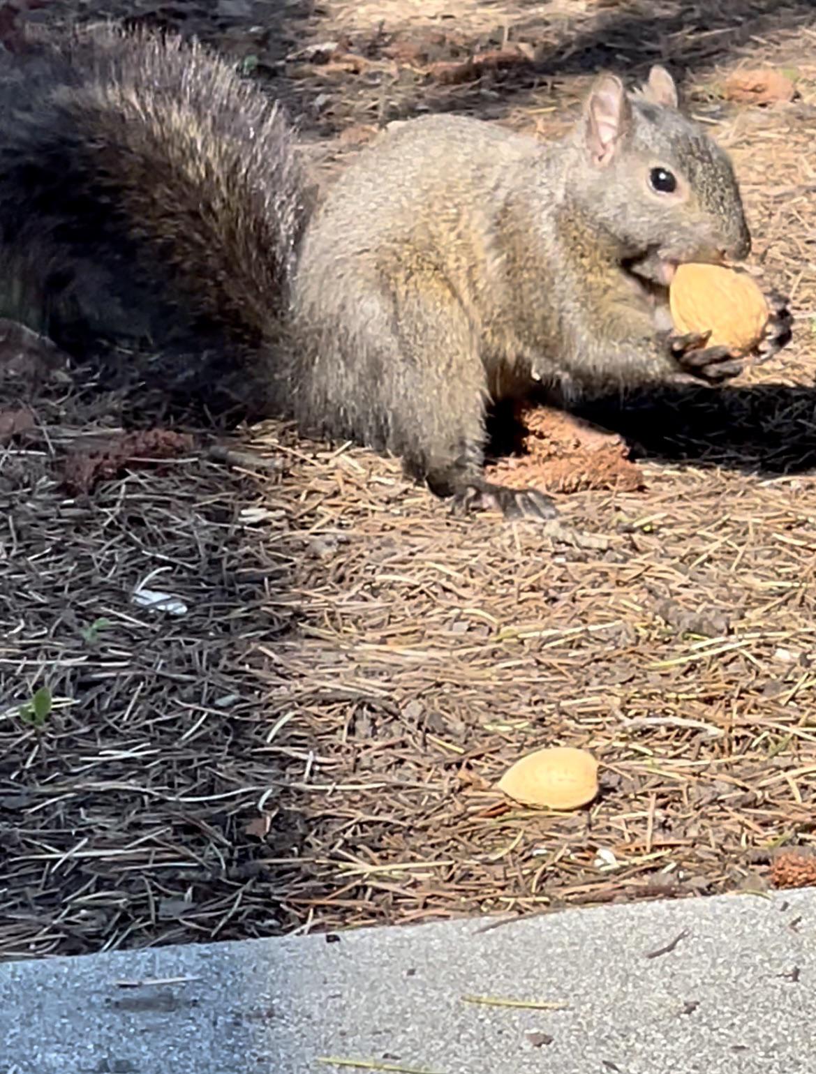 Teddy bear squirrel! | Scrolller